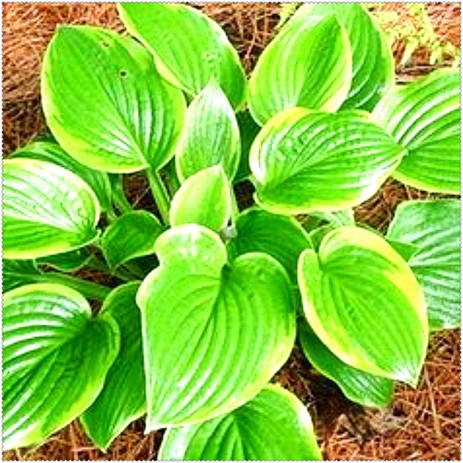 Hosta, a four-season landscape herb, suitable for corner layout of ...