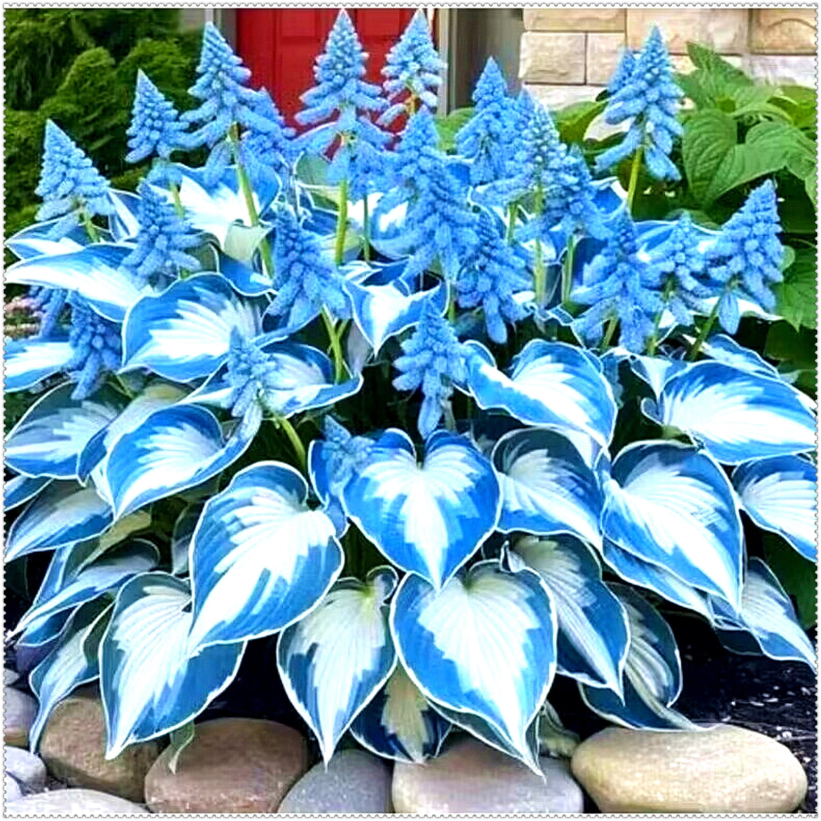 Hosta, a four-season landscape herb, suitable for corner layout of ...