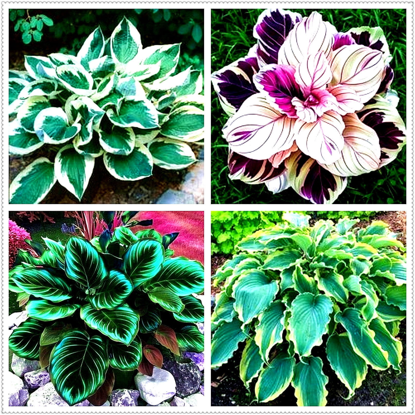 Hosta, a green leaf herb, suitable for ground cover and landscape matching. - Walmart.com