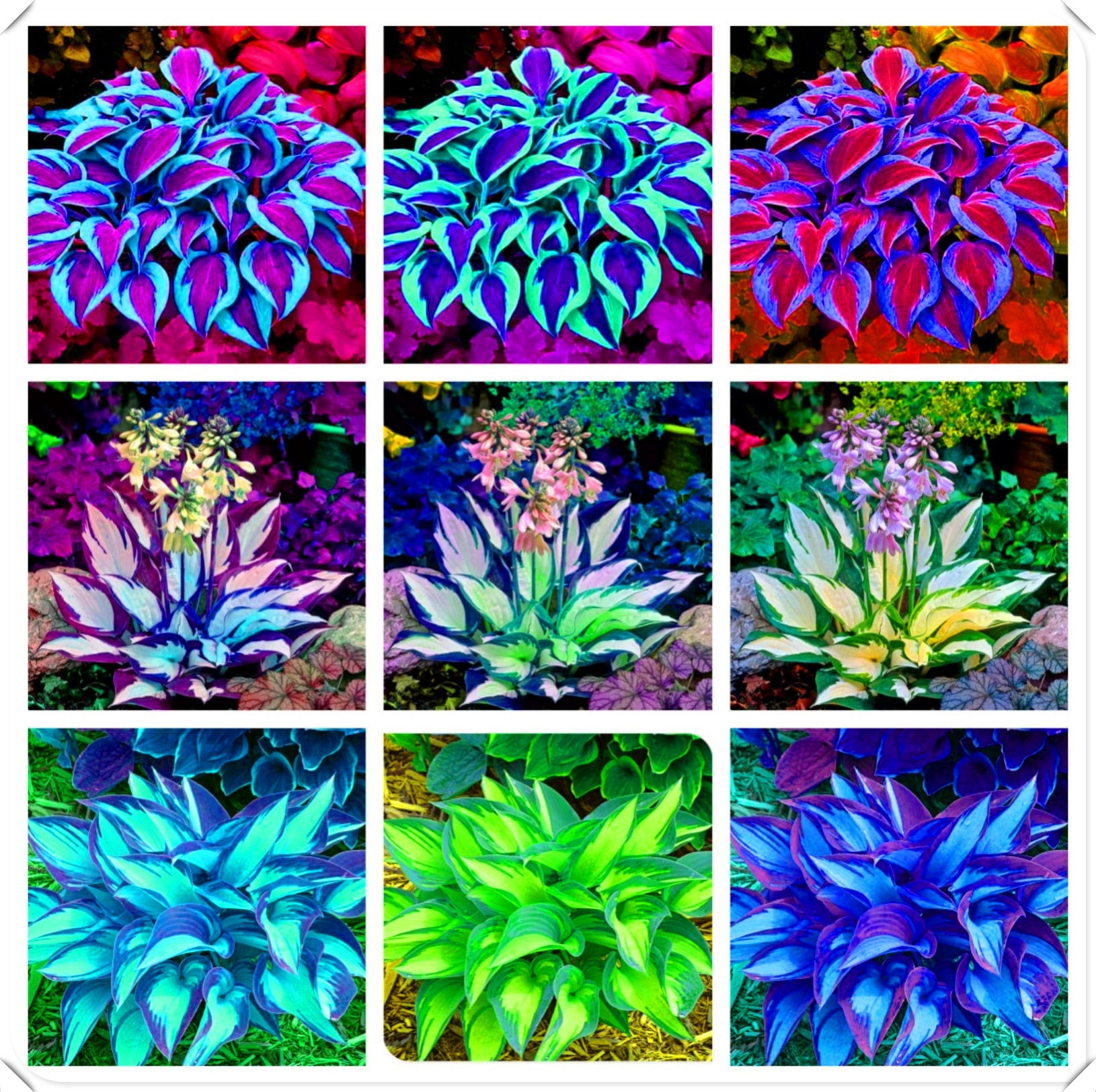 Hosta, a herb for flower bed greening, shade-tolerant and easy to care ...