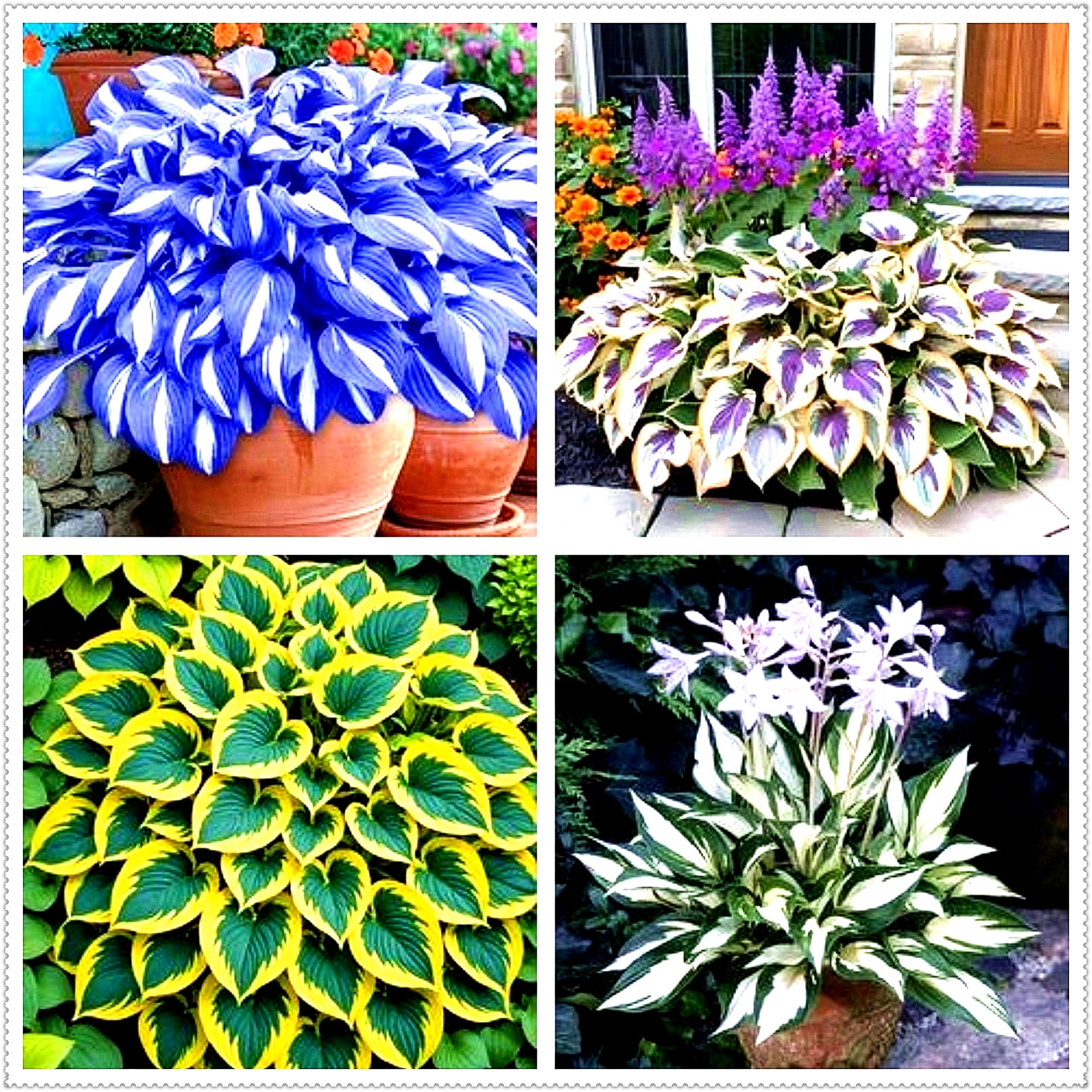Hosta, an ornamental green leaf herb, suitable for outdoor decoration and matching. - Walmart.com