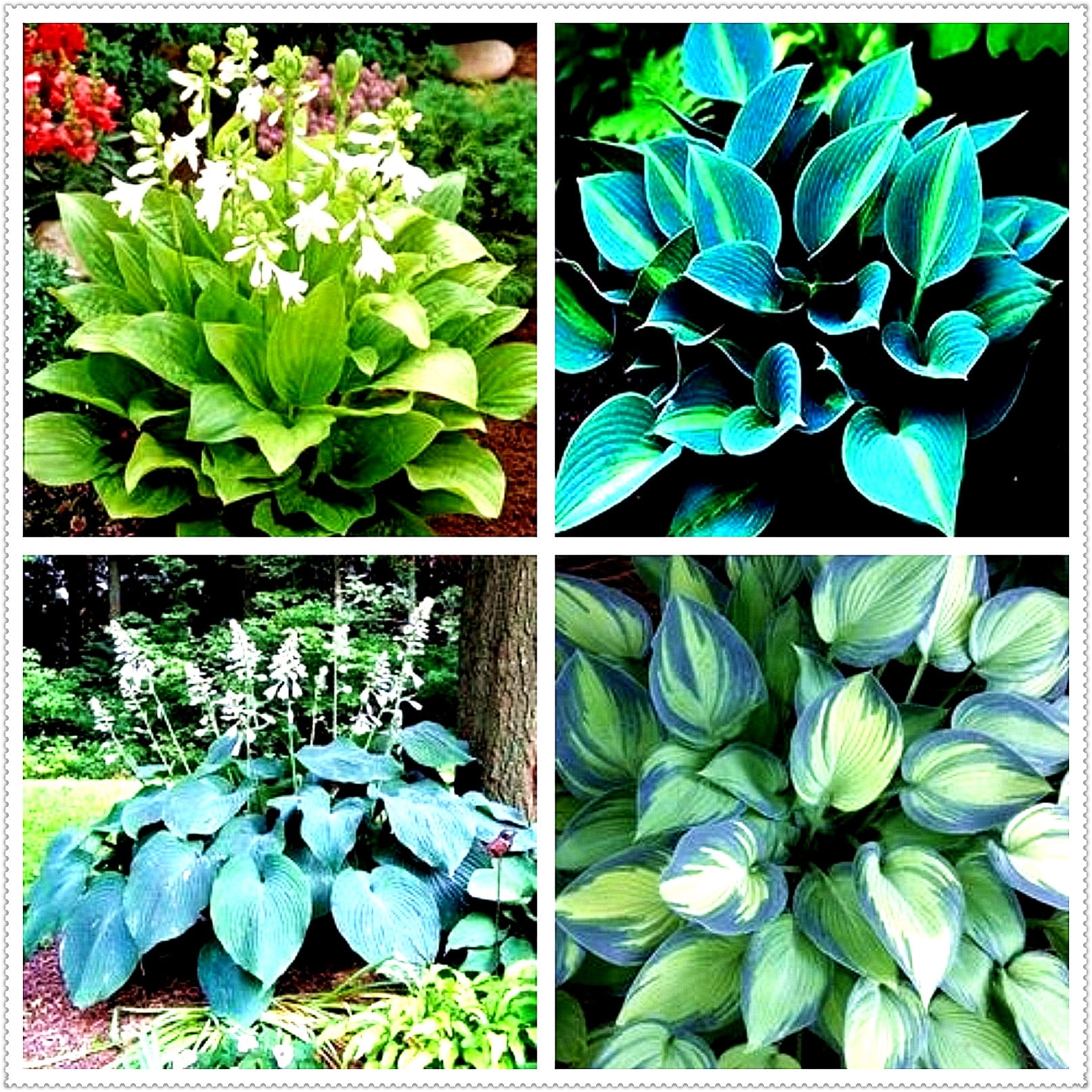 Hosta, an ornamental green leaf herb, suitable for outdoor decoration and matching. - Walmart.com