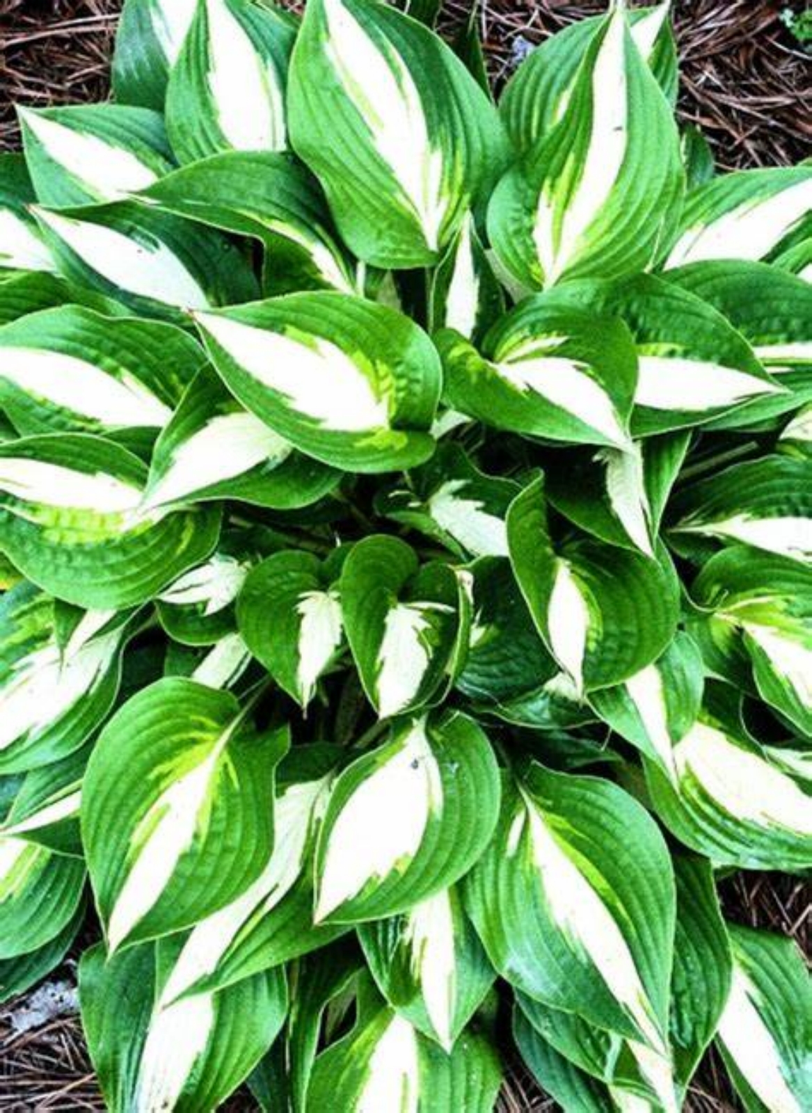 Hosta-blooms every year-Premium Garden Stakes -fast-growing bulbs ...