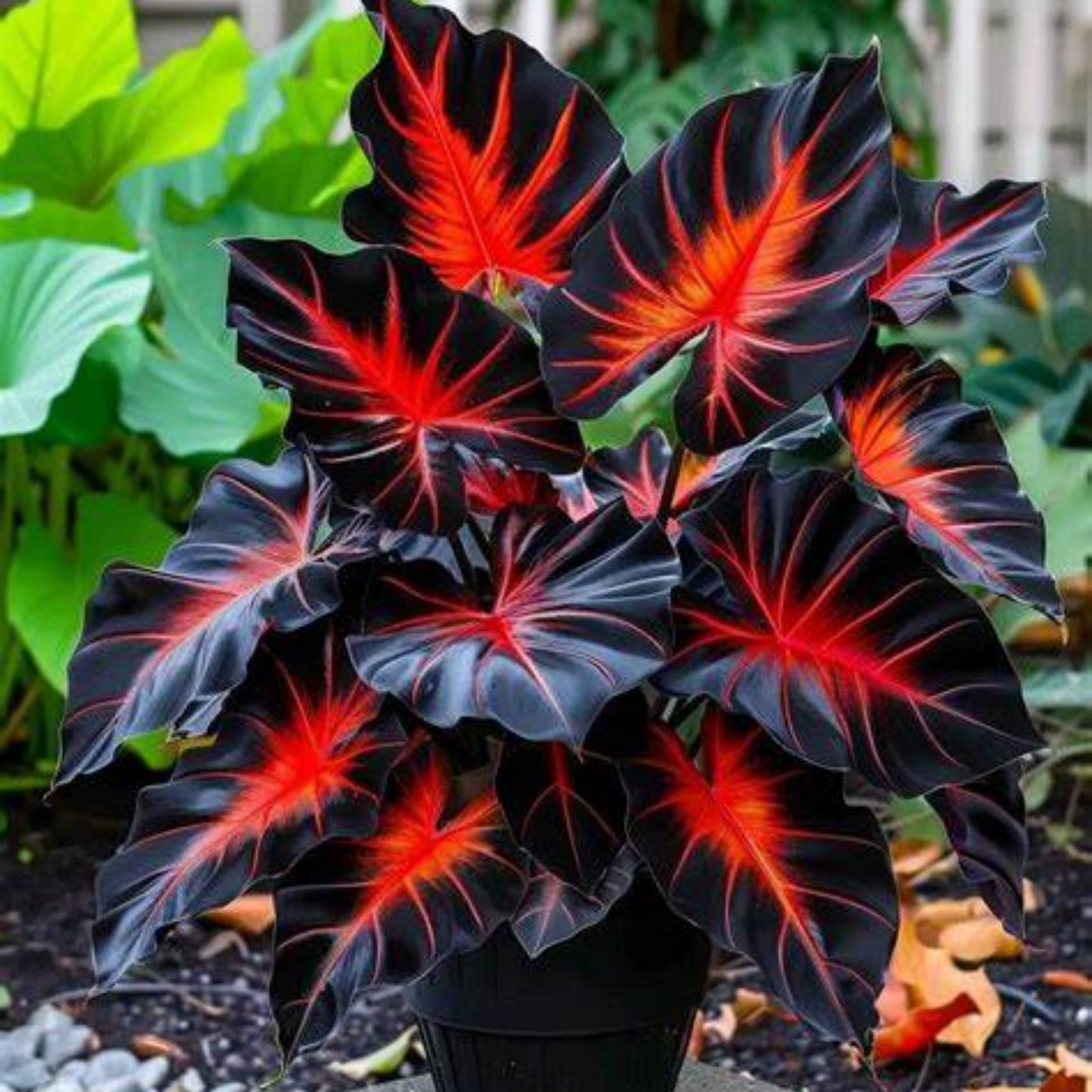 Hosta-blooms every year-Premium Garden Stakes -fast-growing bulbs ...