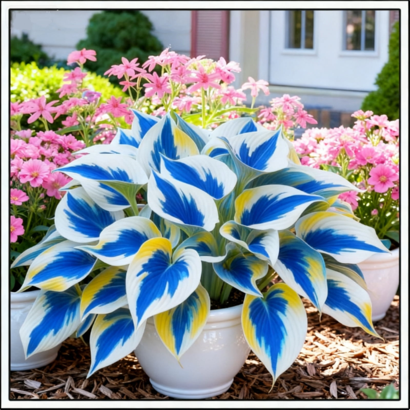 Hosta-blooms every year-Premium Garden Stakes -fast-growing bulbs ...