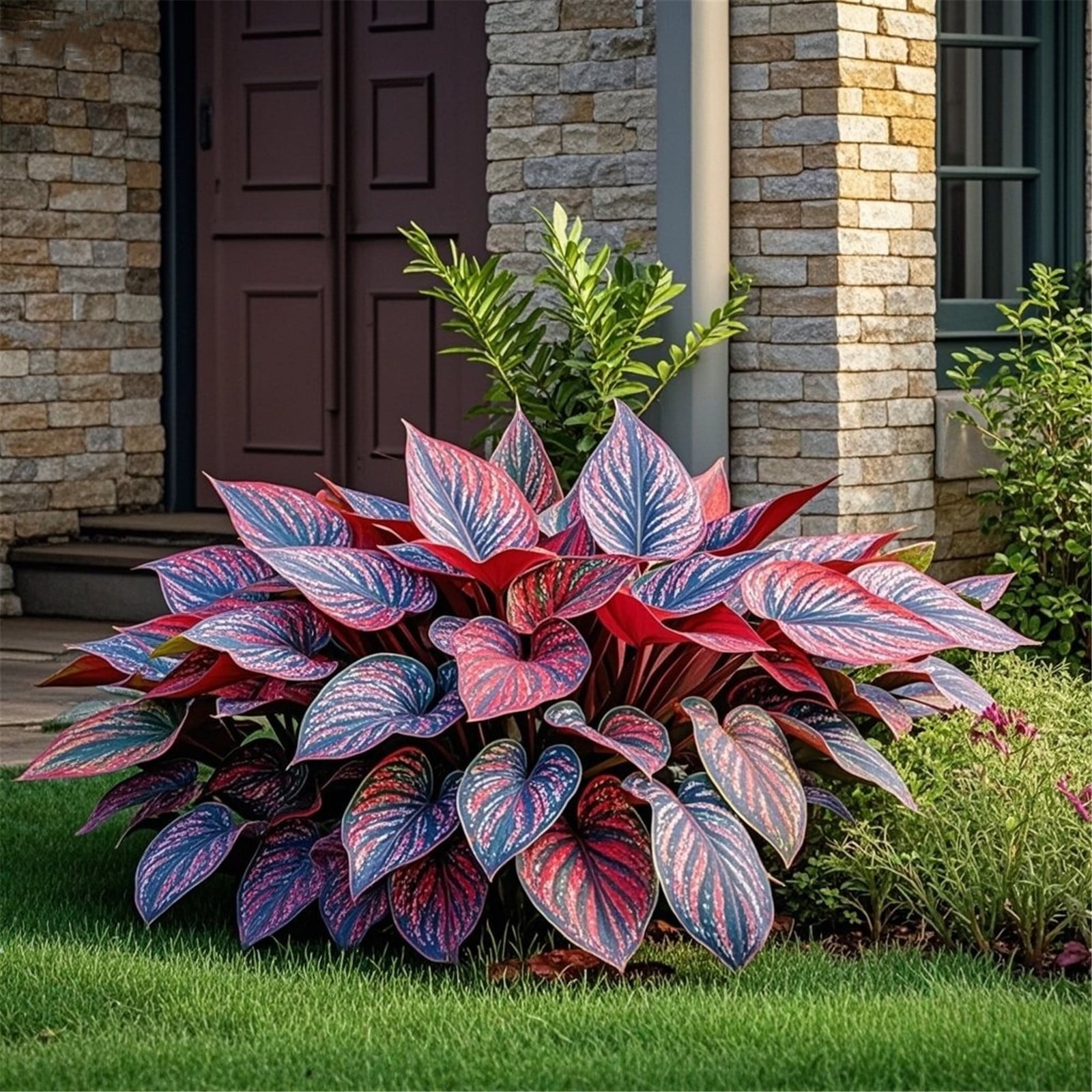 Hosta-blooms every year-Premium Garden Stakes -fast-growing bulbs ...