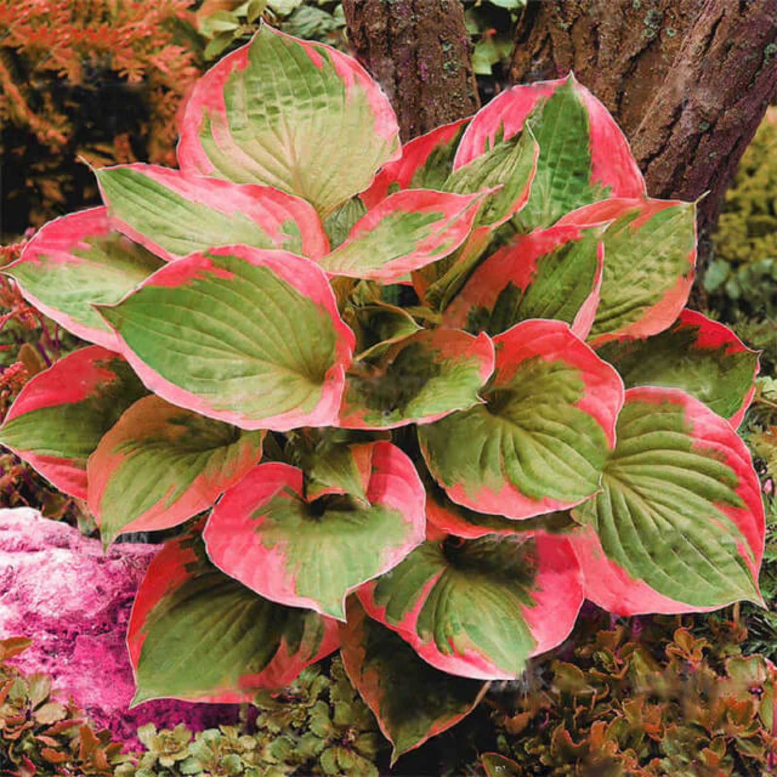 Hosta-blooms every year-Premium Garden Stakes -fast-growing bulbs ...