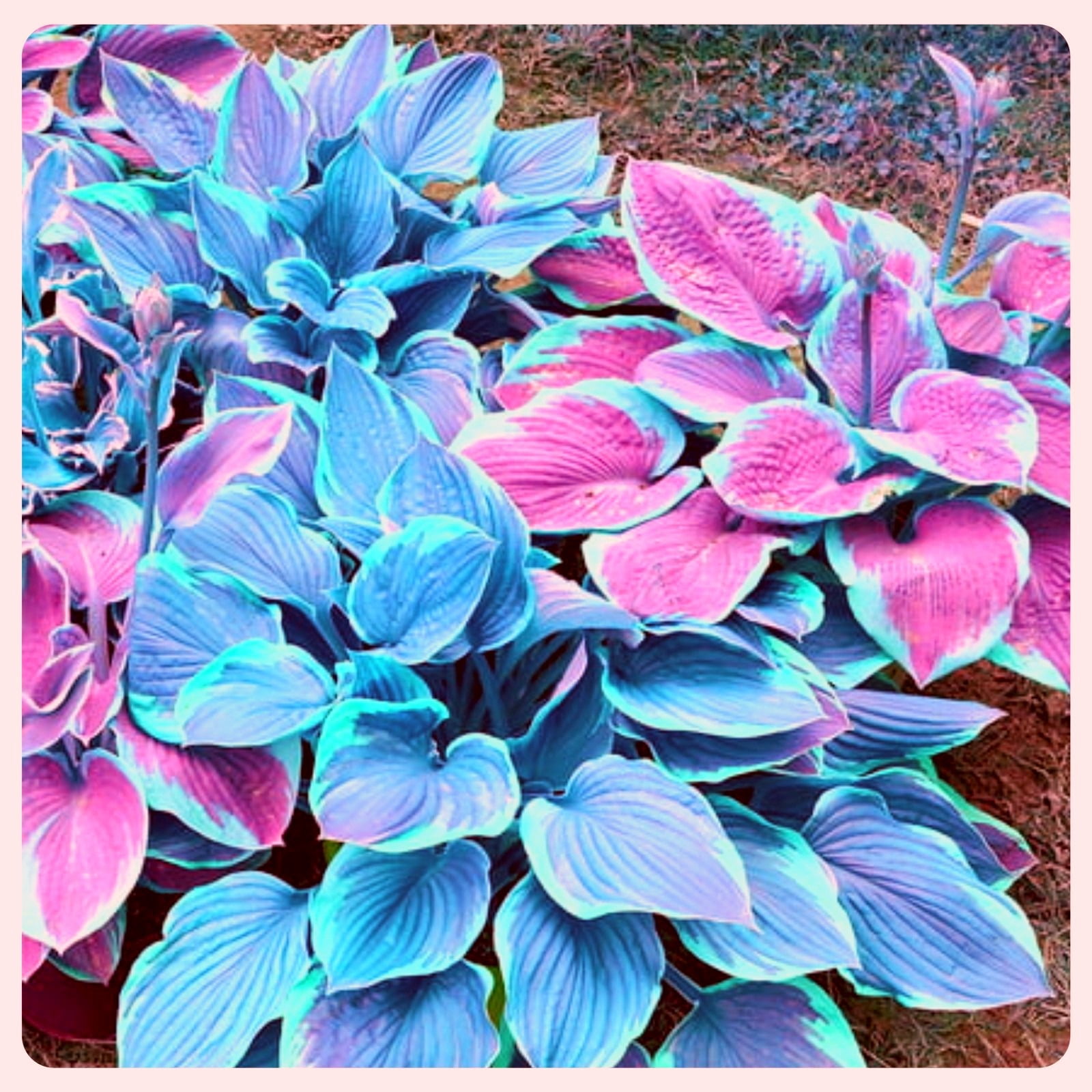 Hosta-blooms every year-Premium Garden Stakes -fast-growing bulbs ...