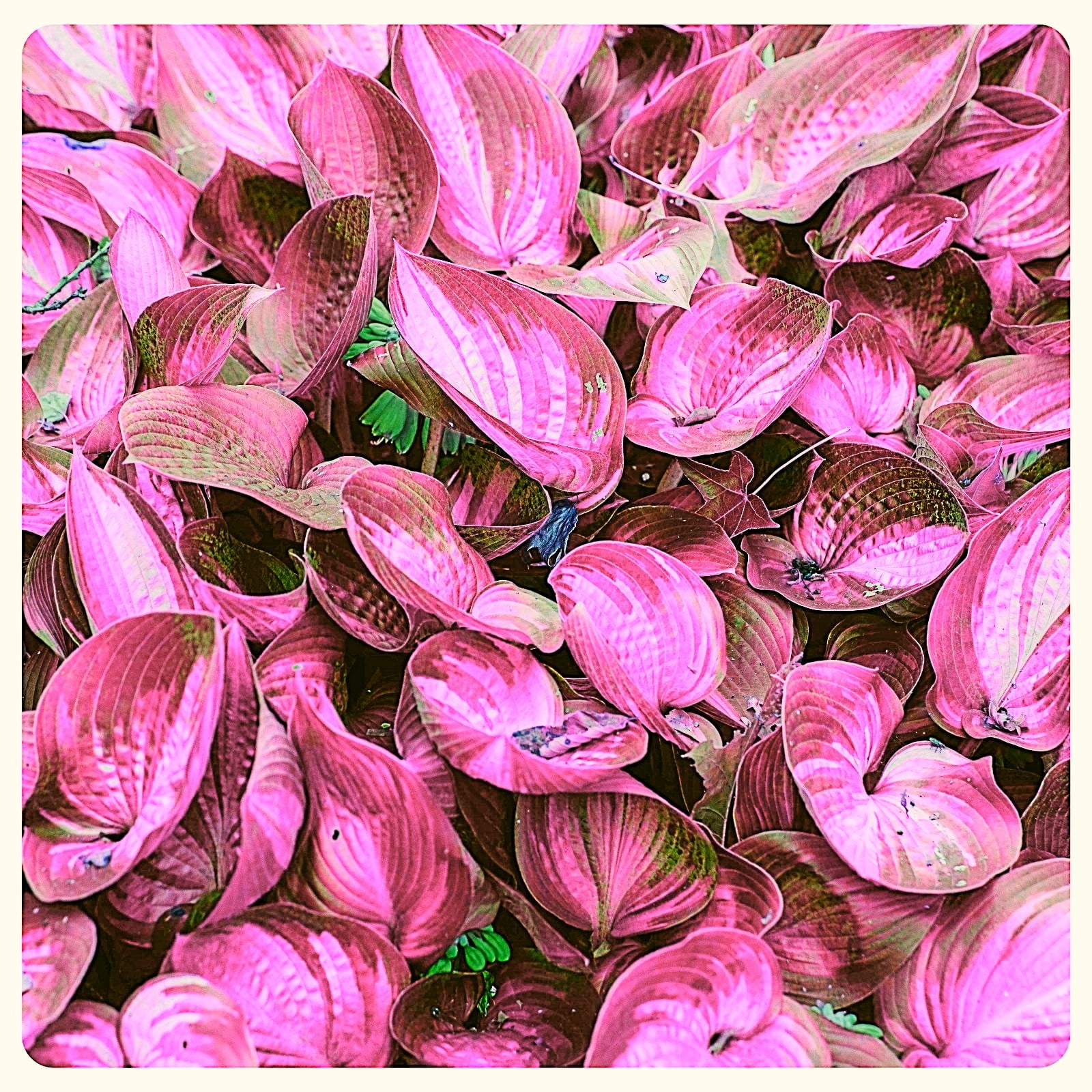 Hosta-blooms every year-Premium Garden Stakes -fast-growing bulbs ...