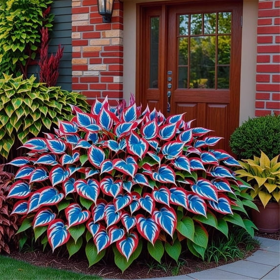 Hosta-blooms every year-Premium Garden Stakes -fast-growing bulbs ...