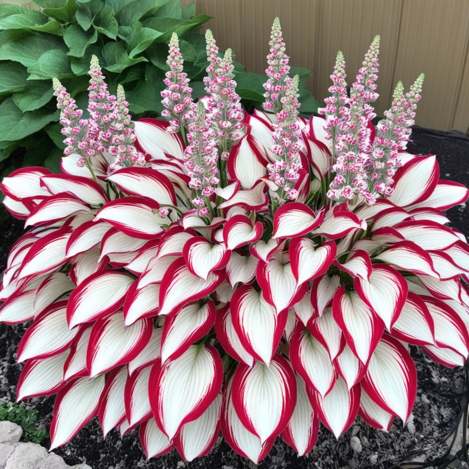 Hosta-blooms every year-Premium Garden Stakes -fast-growing bulbs ...