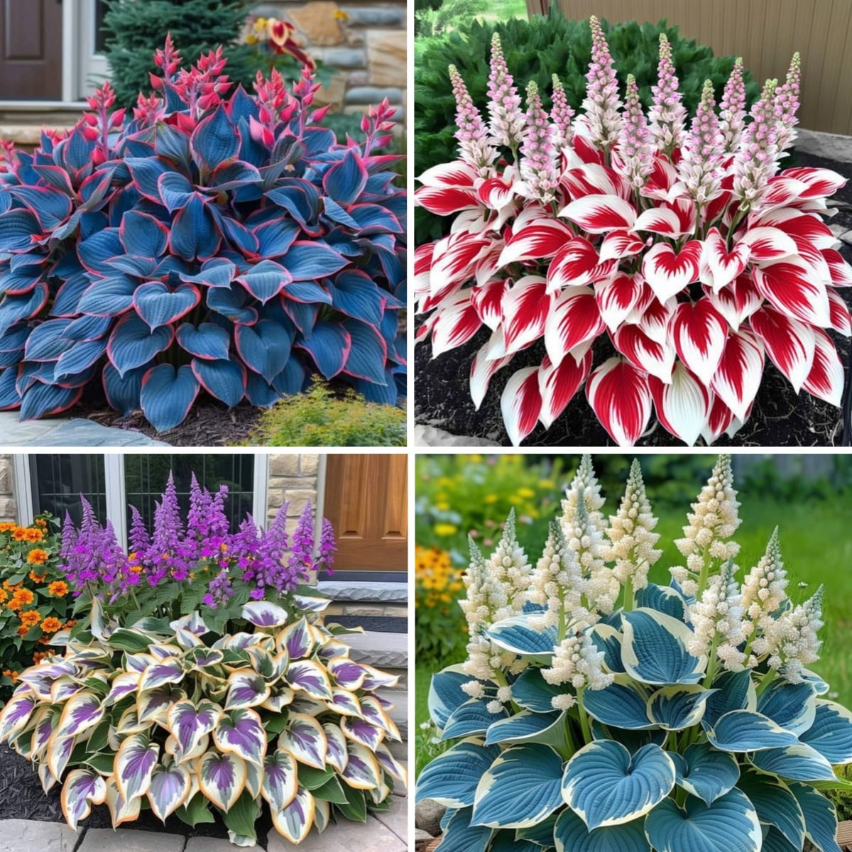 Hosta bulbs, Hosta rhizomes, Hosta plants, Gardening, Excellent ...