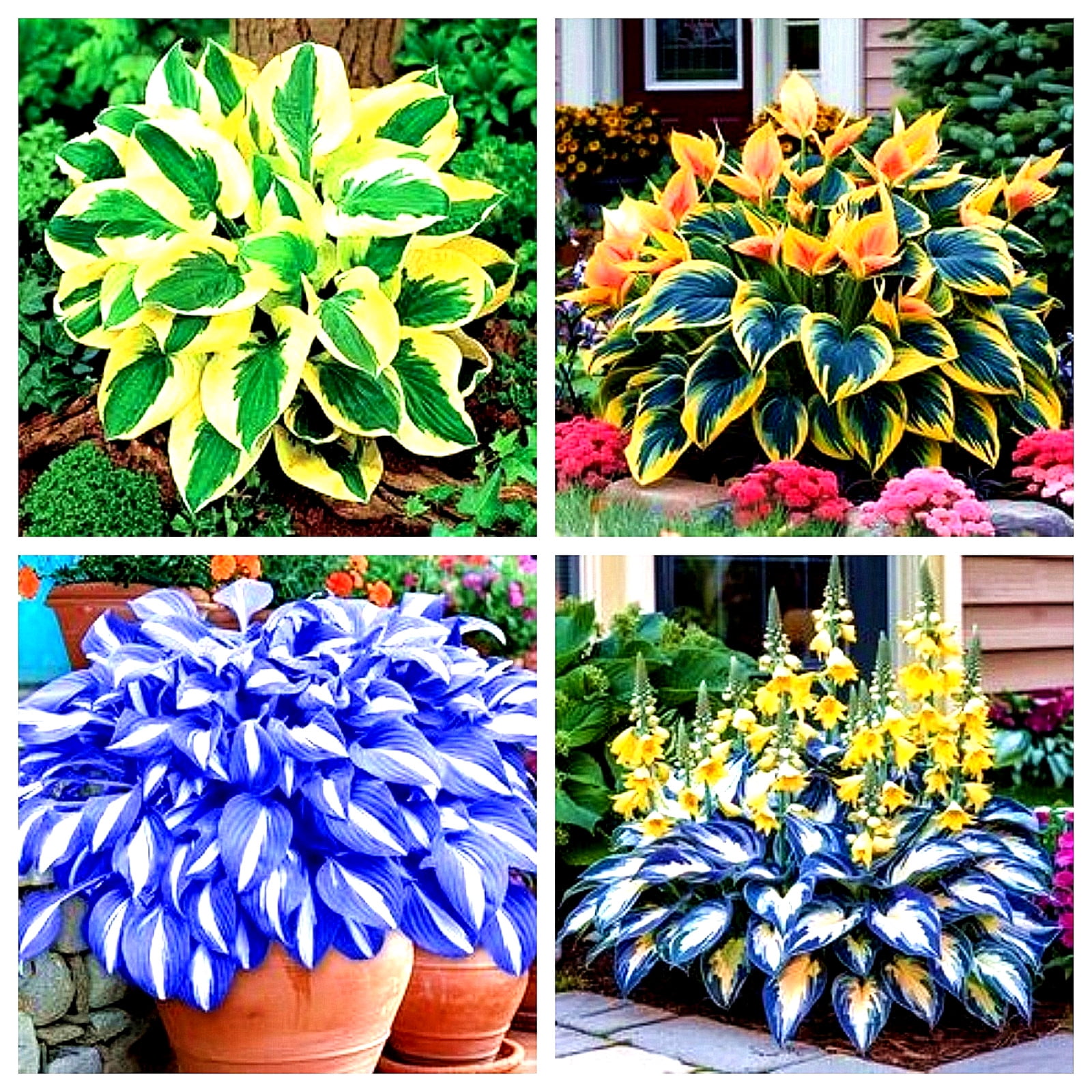 Hosta bulbs. Low maintenance shade plant, perfect for garden and ...