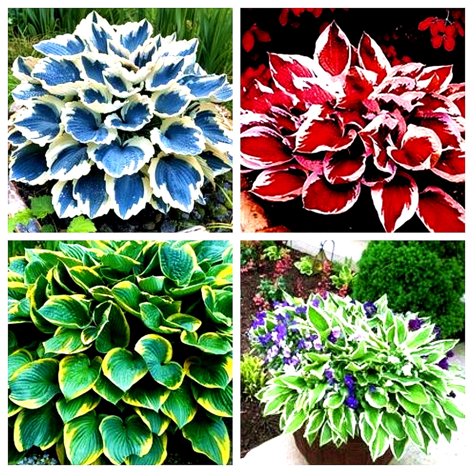 Hosta bulbs – a hardy plant for shade - Walmart.com