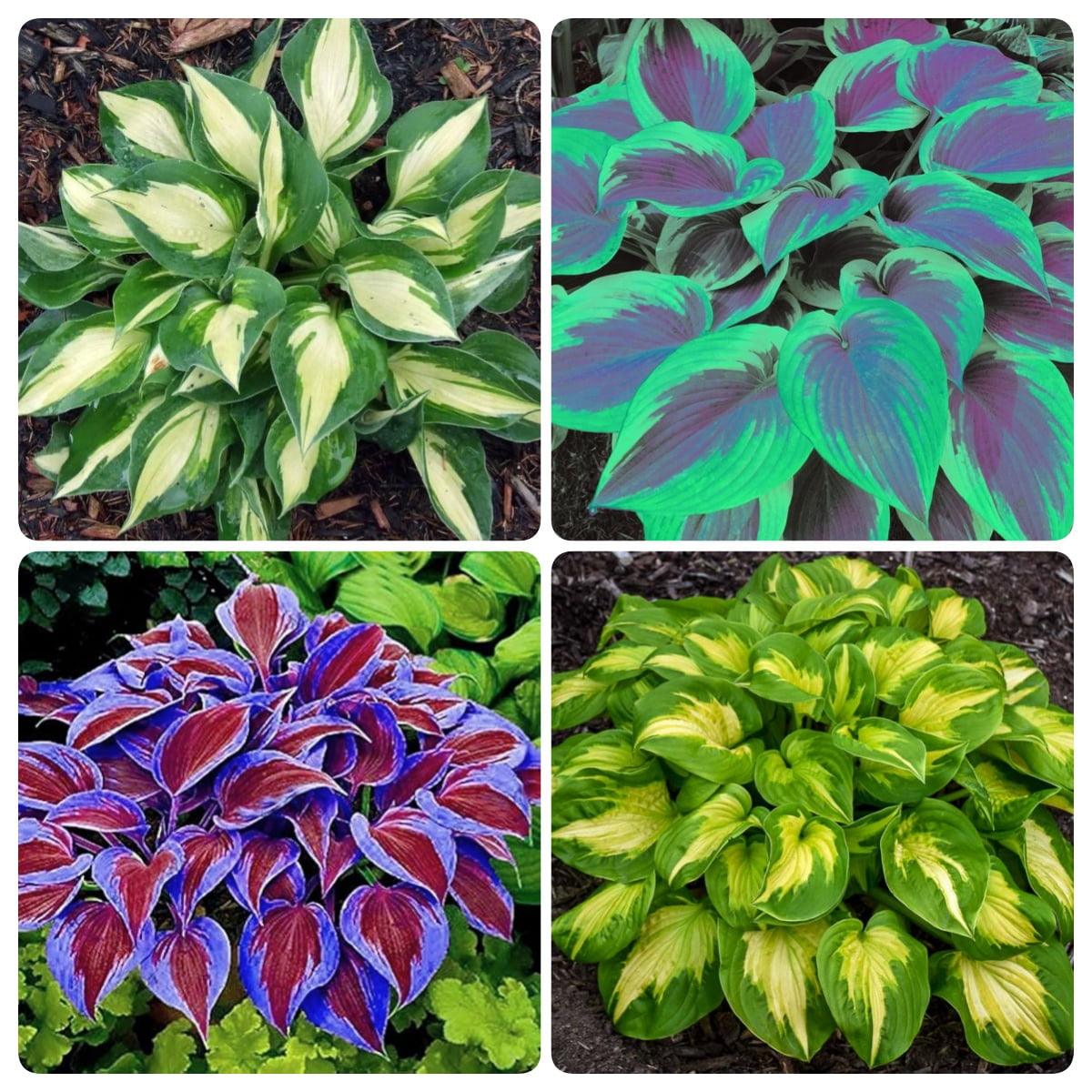Hosta bulbs, a treasure of perennial flowers, brighten your garden ...