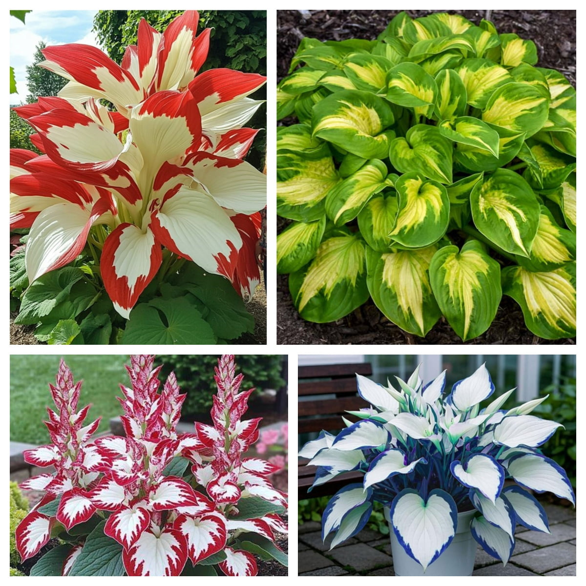 Hosta bulbs, a treasure of perennial flowers, brighten your garden ...