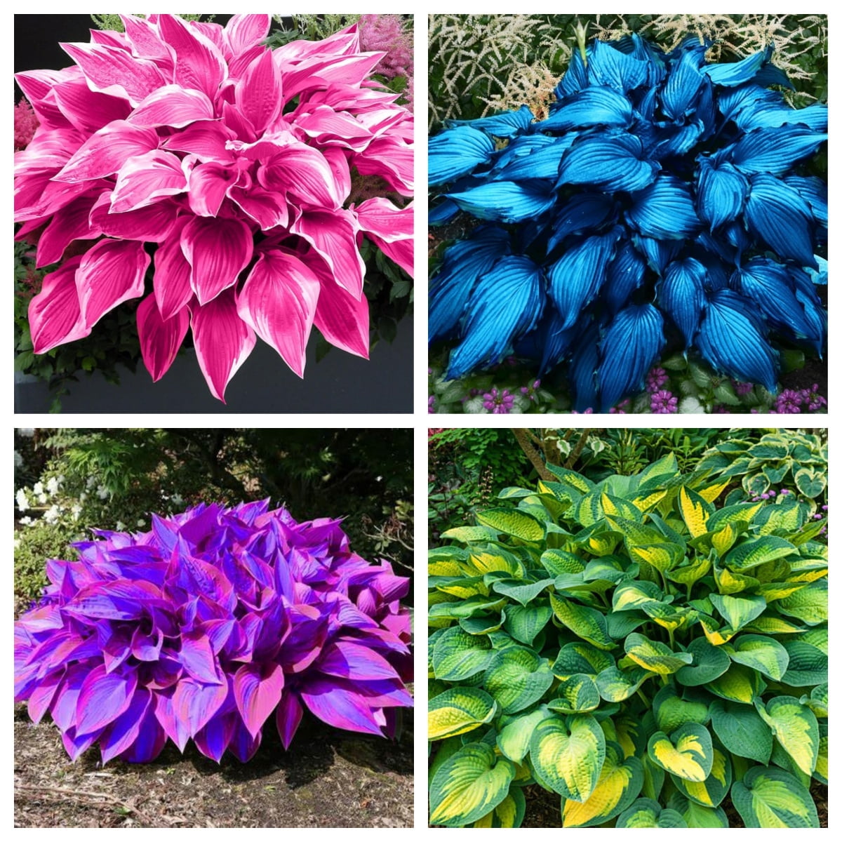 Hosta bulbs, a treasure of perennial flowers, brighten your garden ...