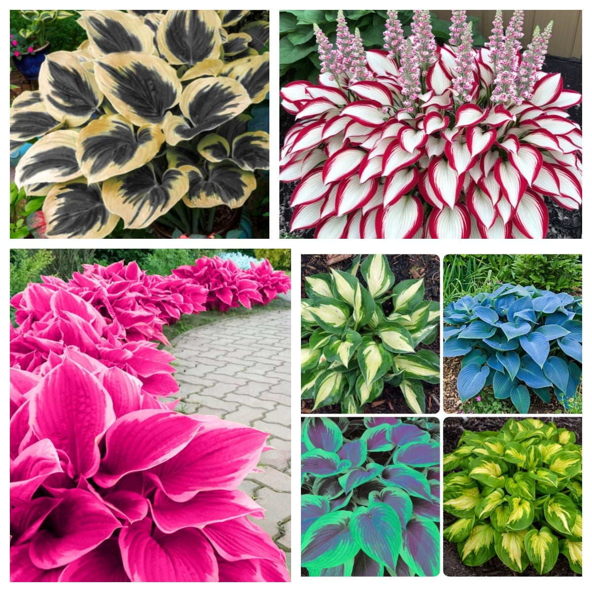 Hosta bulbs, a treasure of perennial flowers, brighten your garden ...