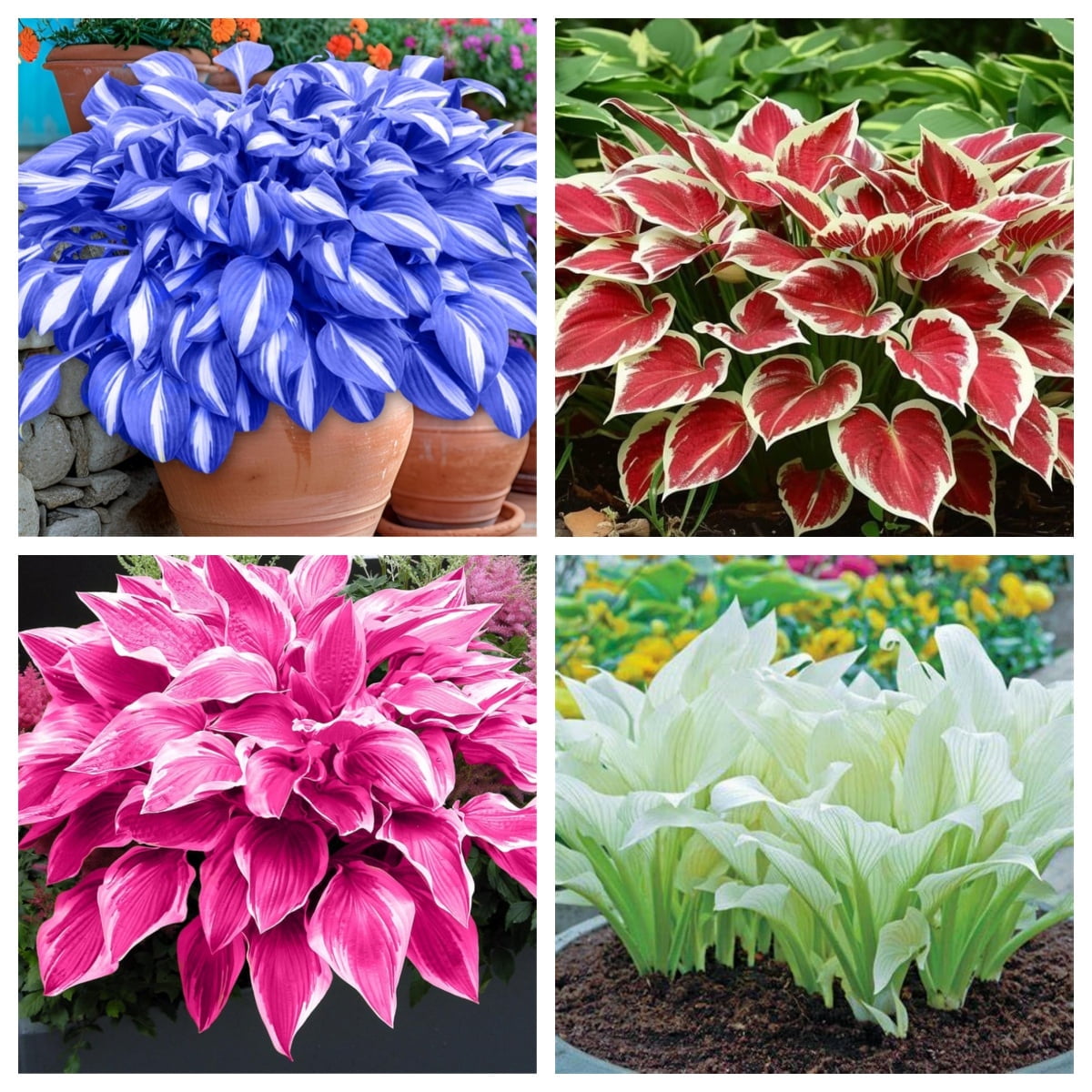 Hosta bulbs, a treasure of perennial flowers, brighten your garden ...