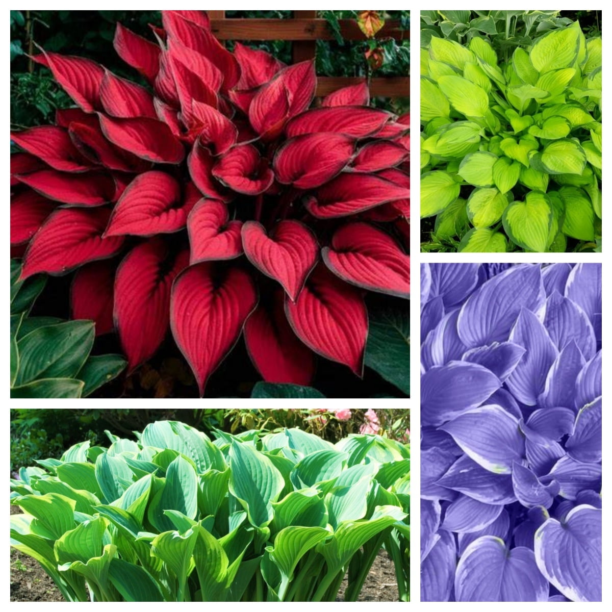 Hosta bulbs, a treasure of perennial flowers, brighten your garden ...