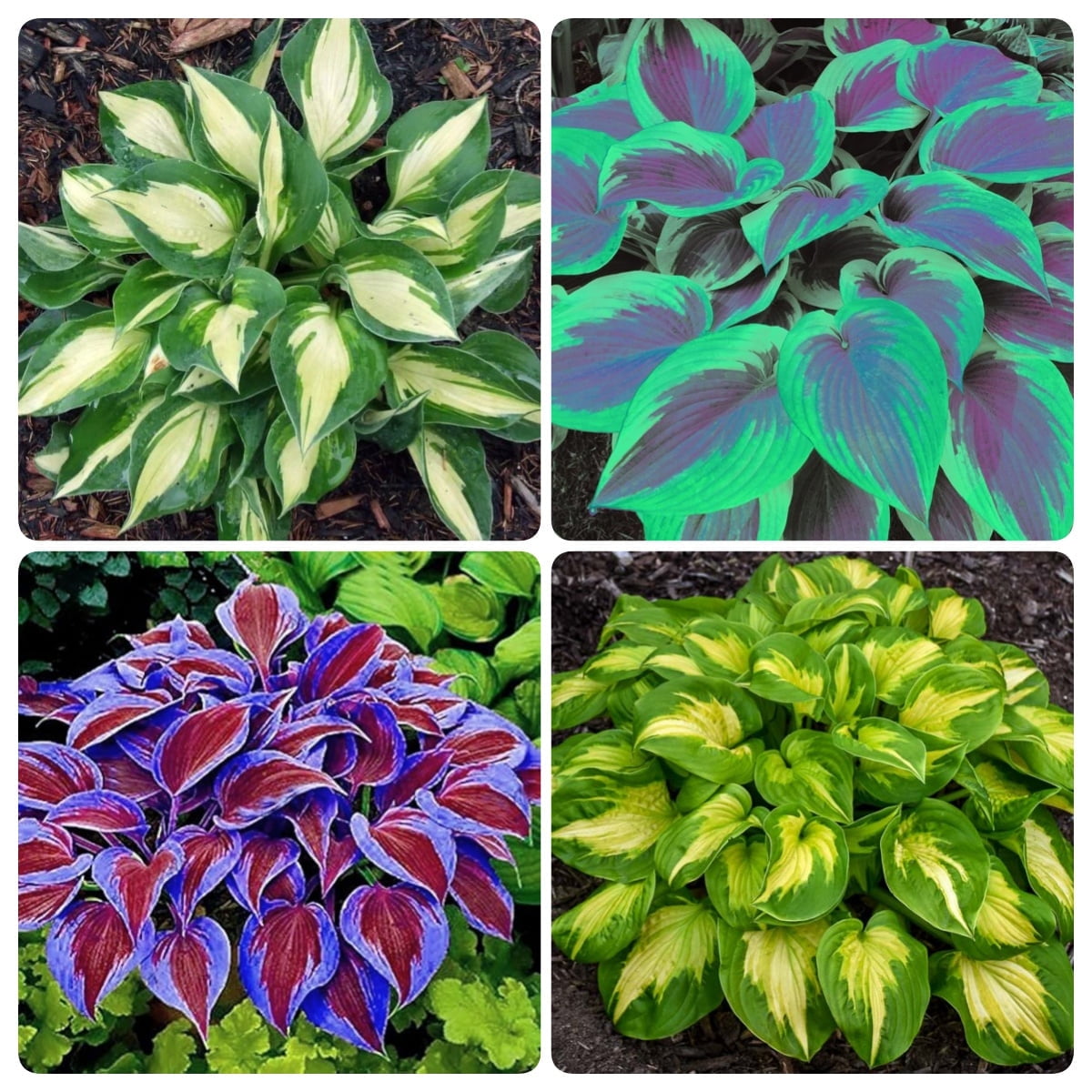 Hosta bulbs, a treasure of perennial flowers, brighten your garden ...