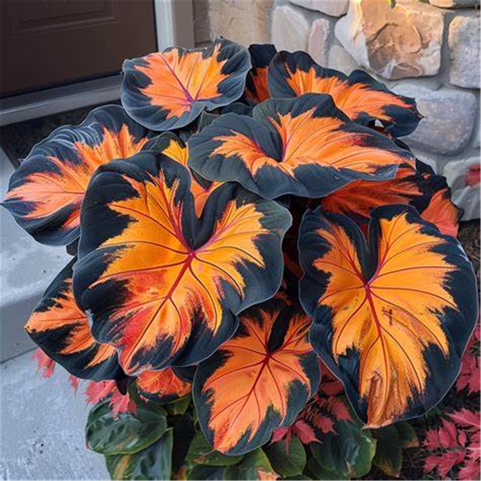 Hosta bulbs-blooms every year-Premium Garden Stakes -fast-growing bulbs ...