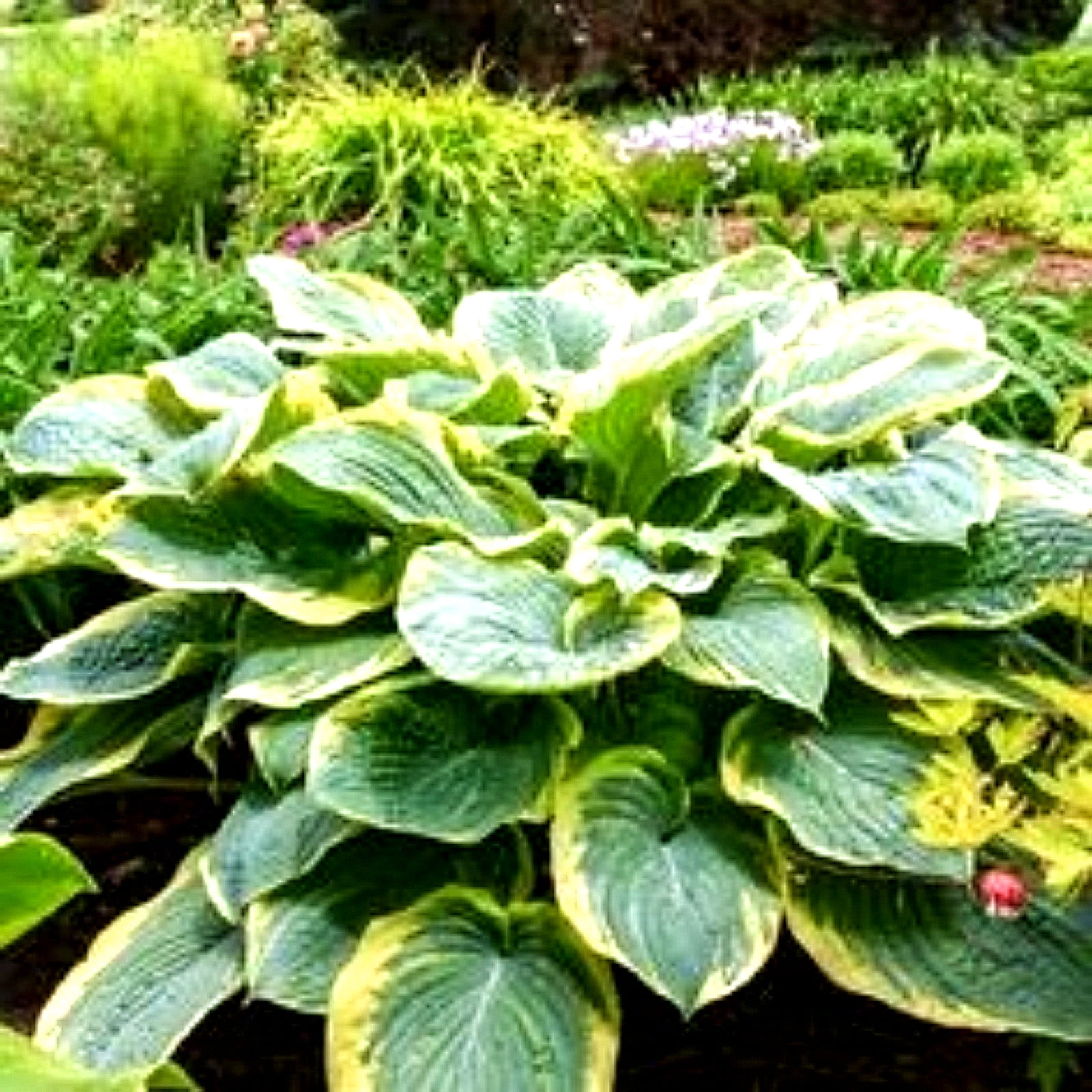 Hosta bulbs, easy-to-care green plants that stay green all year round ...