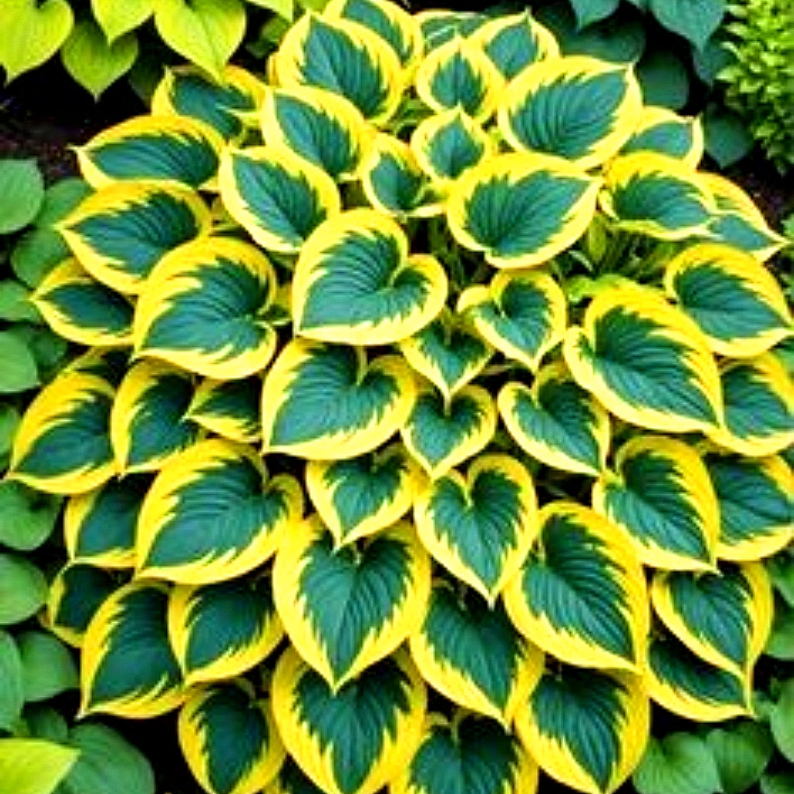Hosta bulbs, easy-to-care green plants that stay green all year round ...