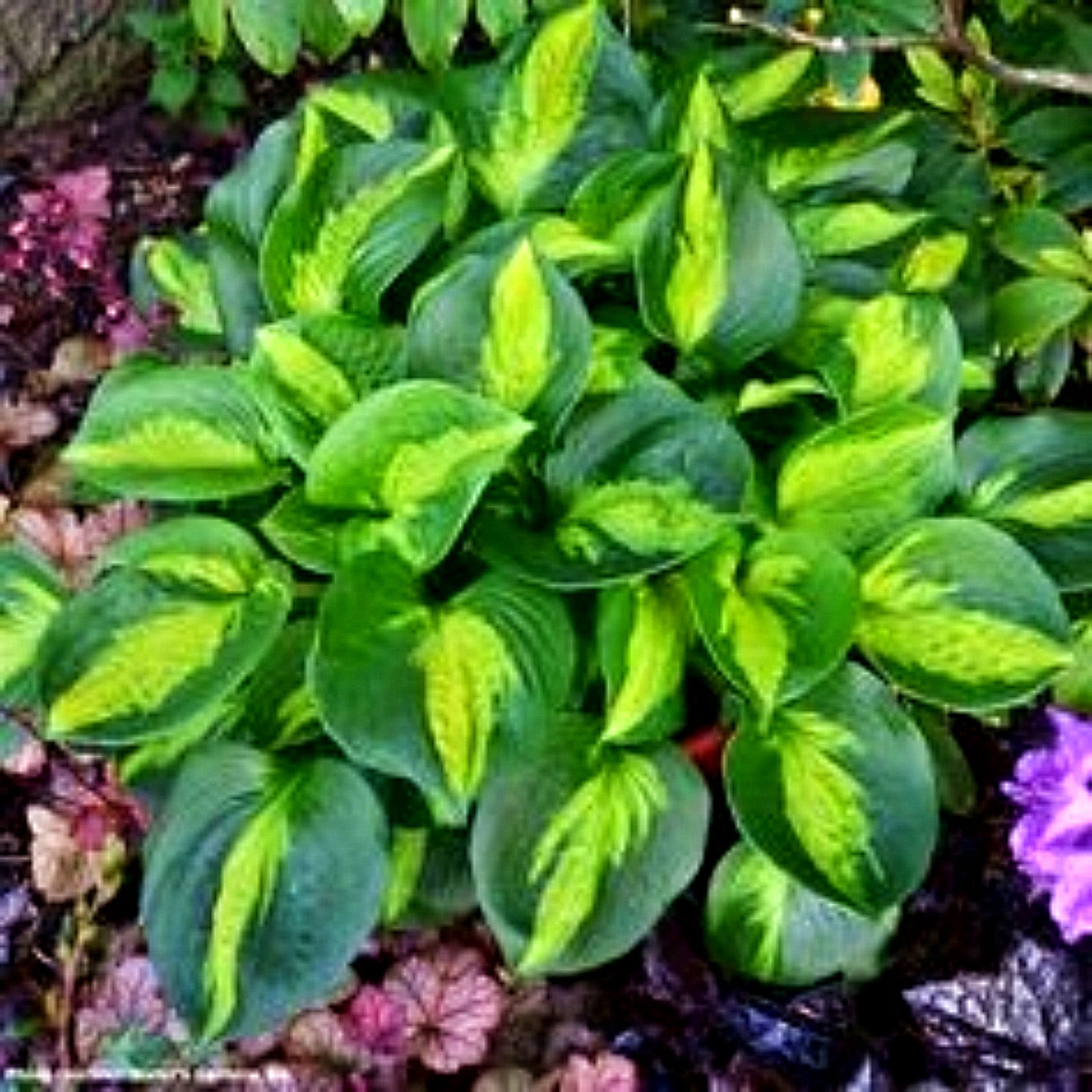 Hosta bulbs, easy-to-care green plants that stay green all year round ...