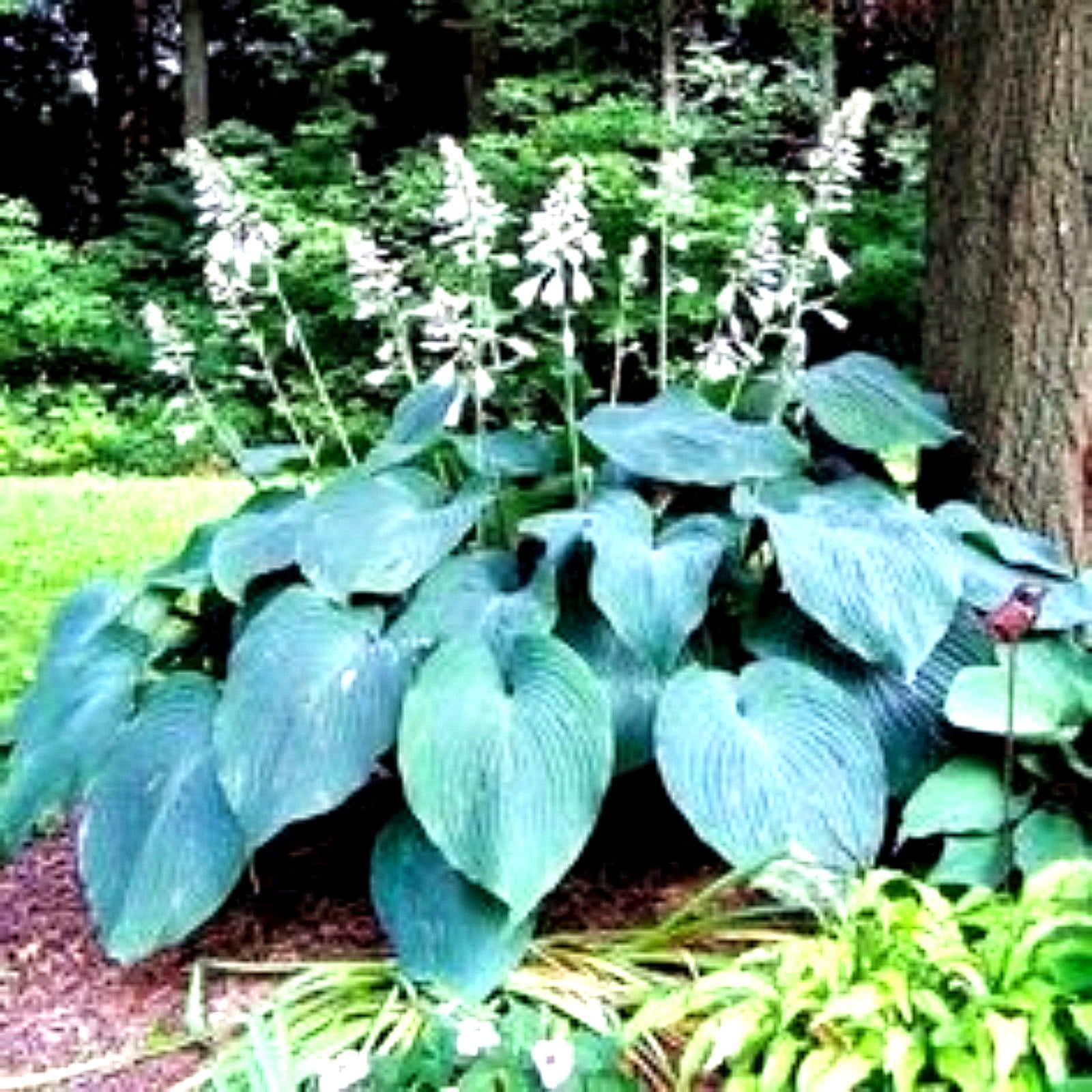 Hosta bulbs, easy-to-care green plants that stay green all year round ...