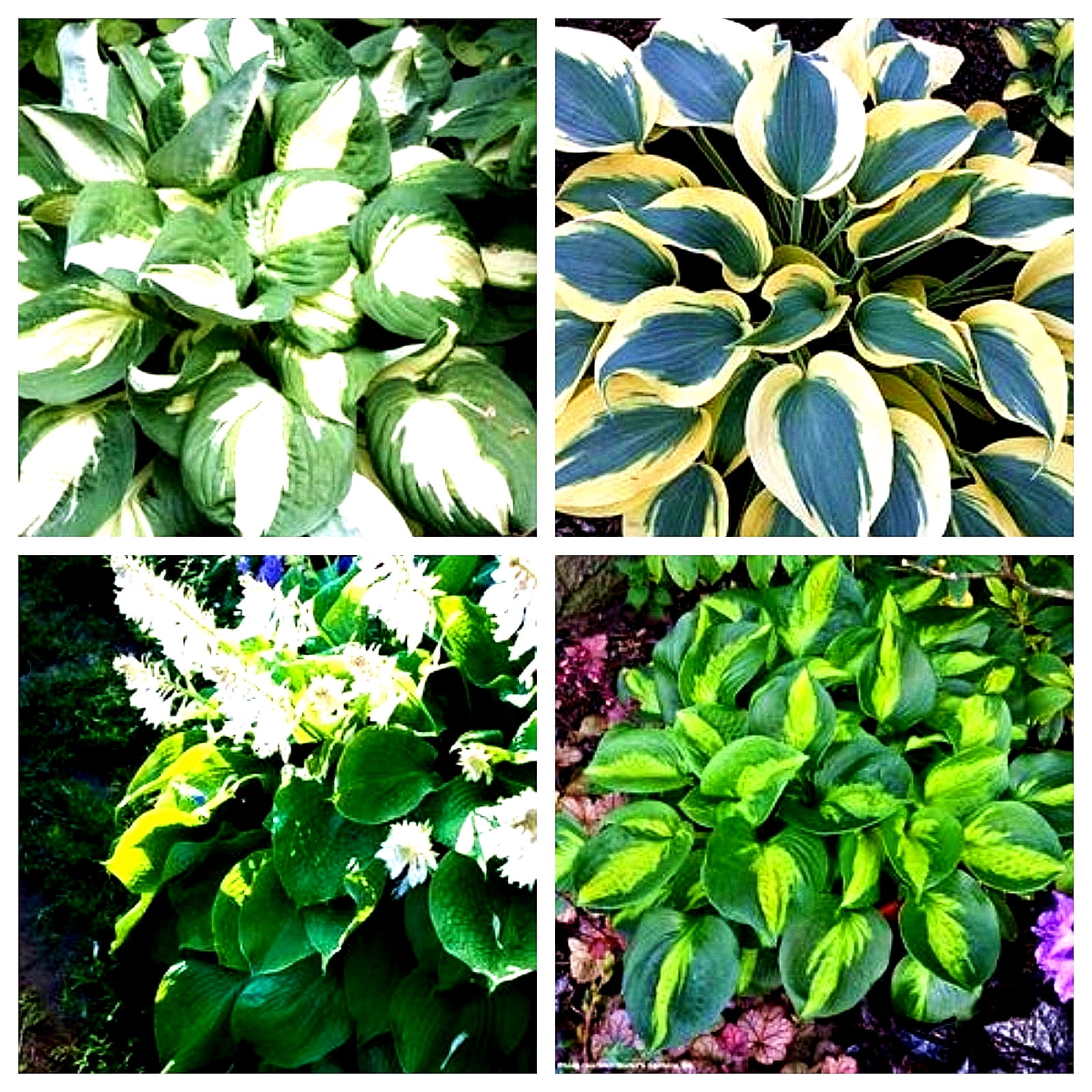 Hosta bulbs – fast growing, easy shade garden - Walmart.com