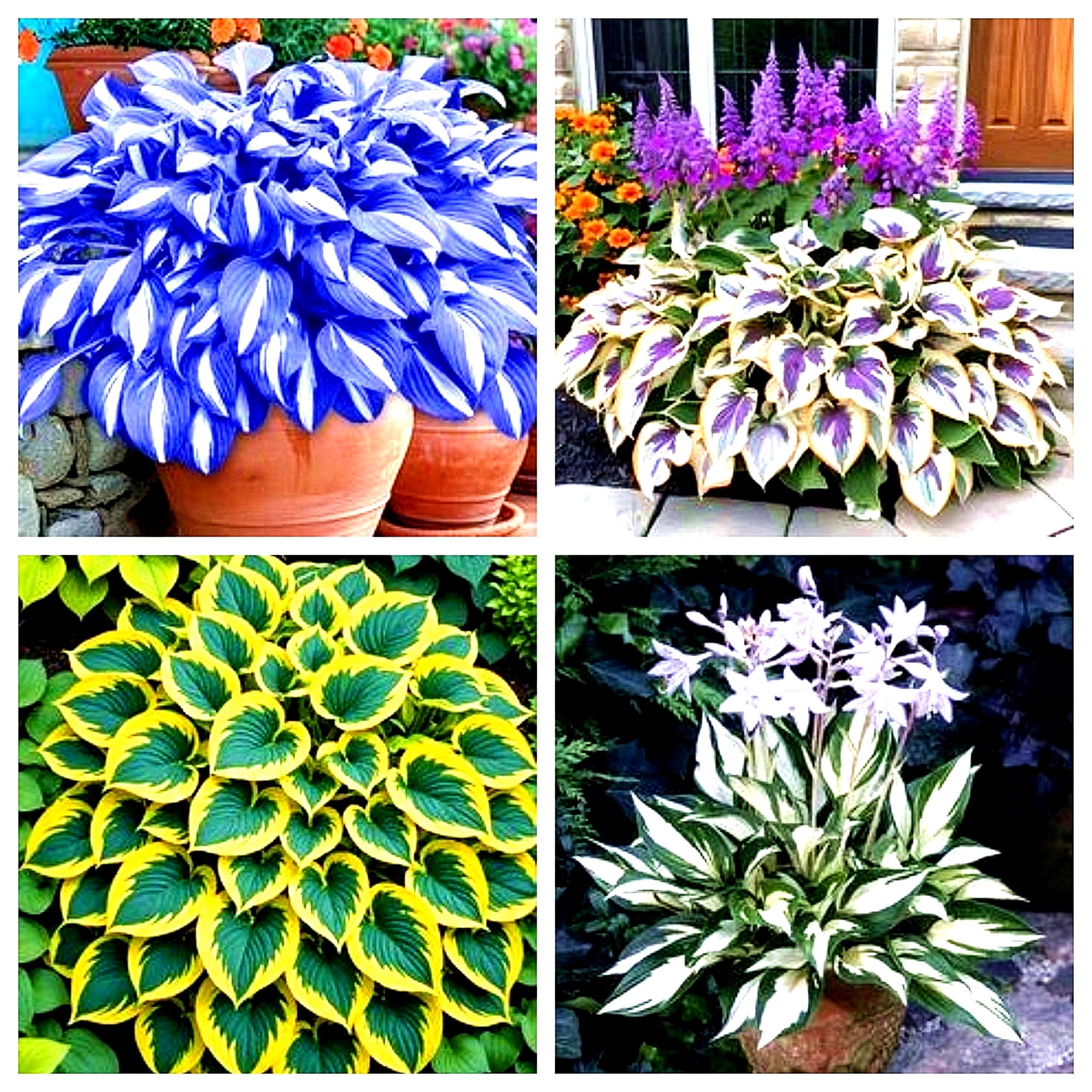 Hosta bulbs – fast growing, perfect for long-lasting greenery - Walmart.com