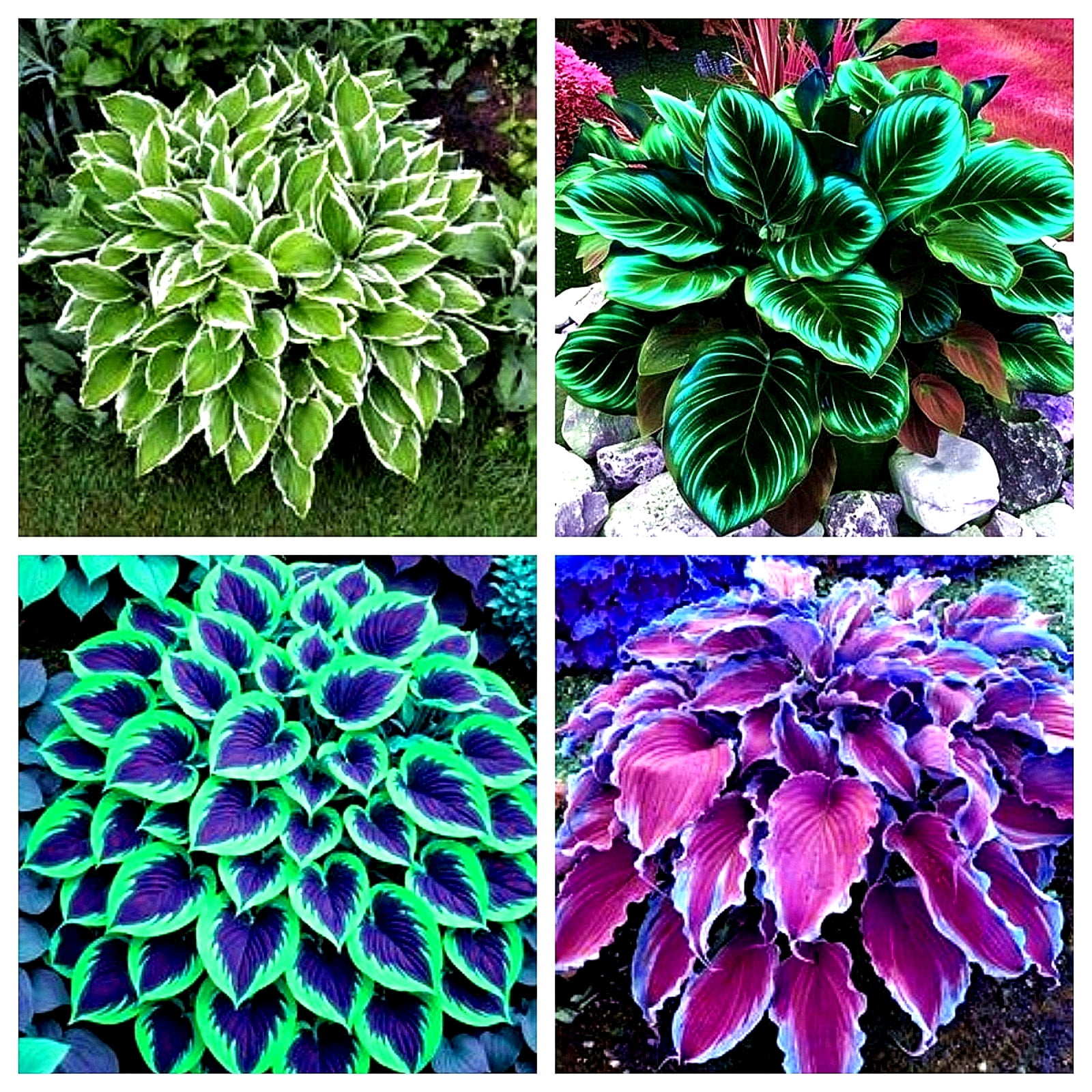 Hosta bulbs – hardy perennials that add color to your garden - Walmart.com