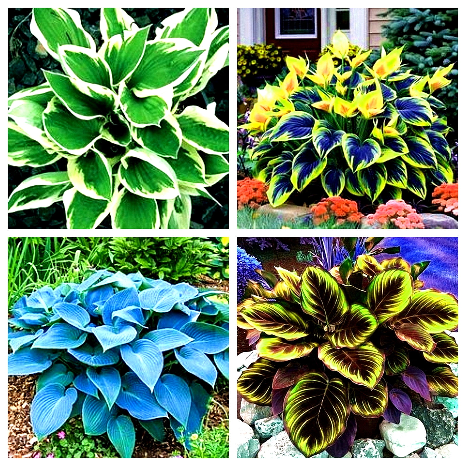 Hosta bulbs – long-lasting blooms that add life to the garden - Walmart.com