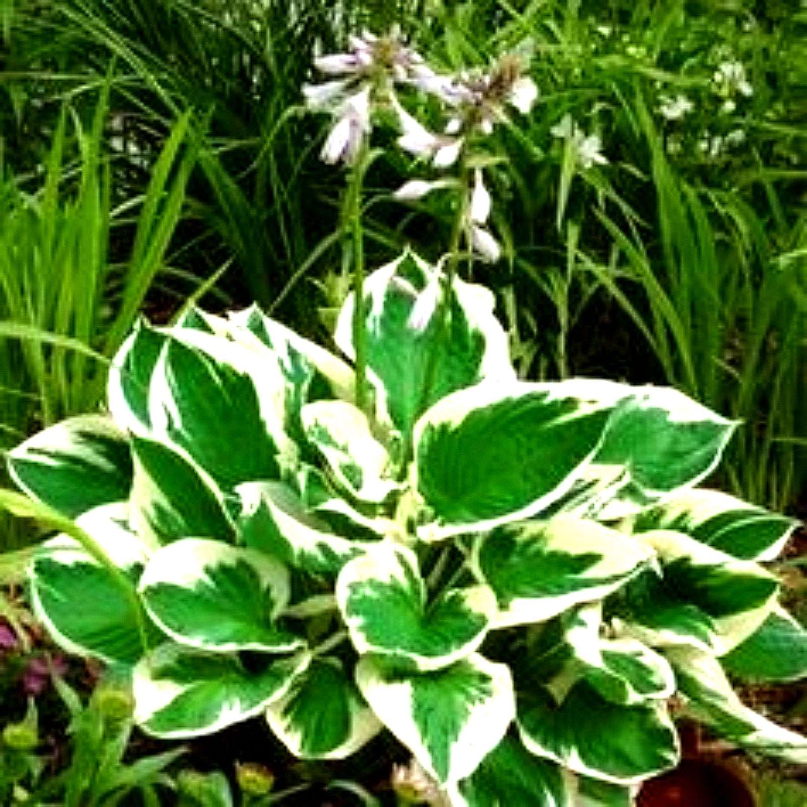 Hosta bulbs, low-maintenance perennials for a beautiful garden ...