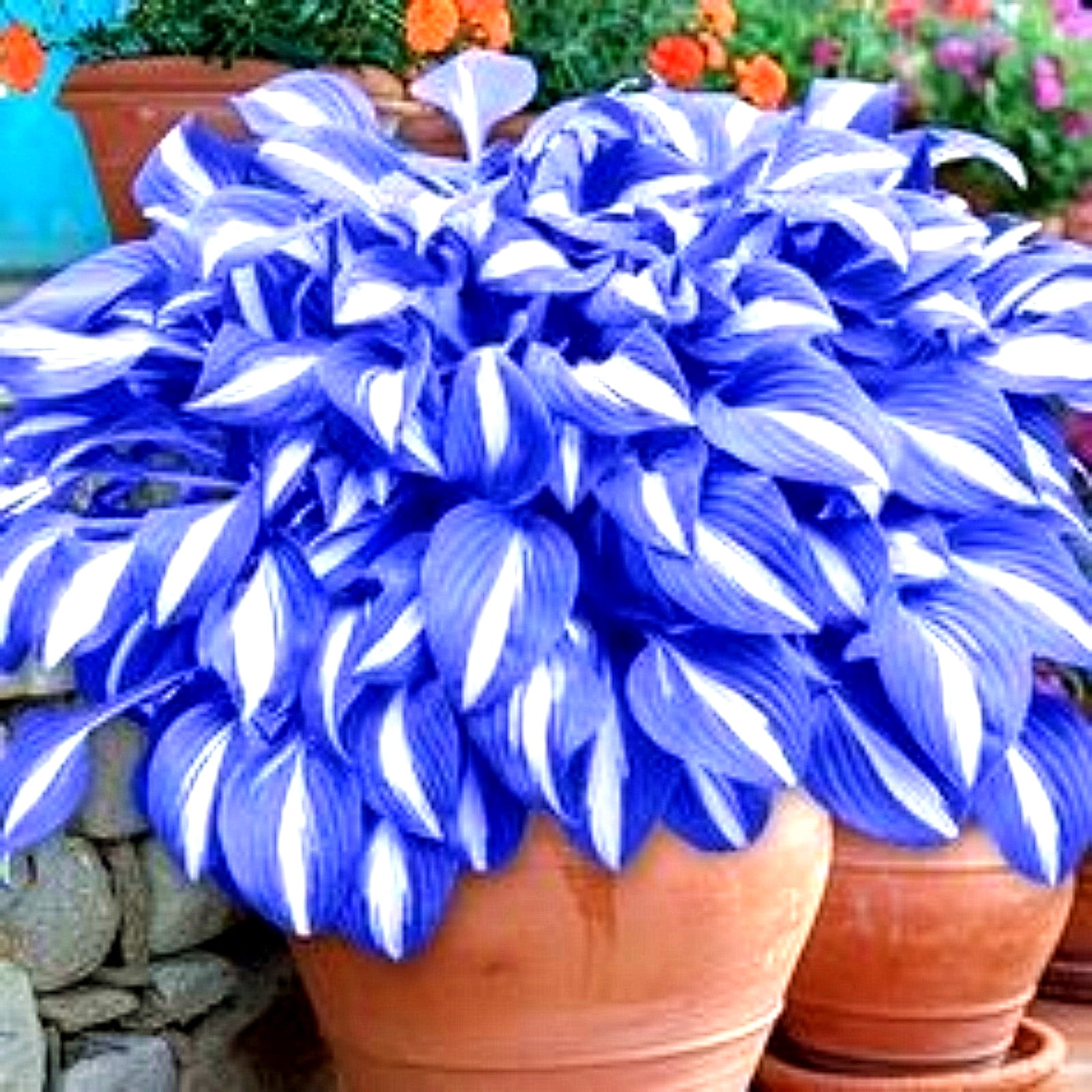 Hosta bulbs, low-maintenance perennials for a beautiful garden ...