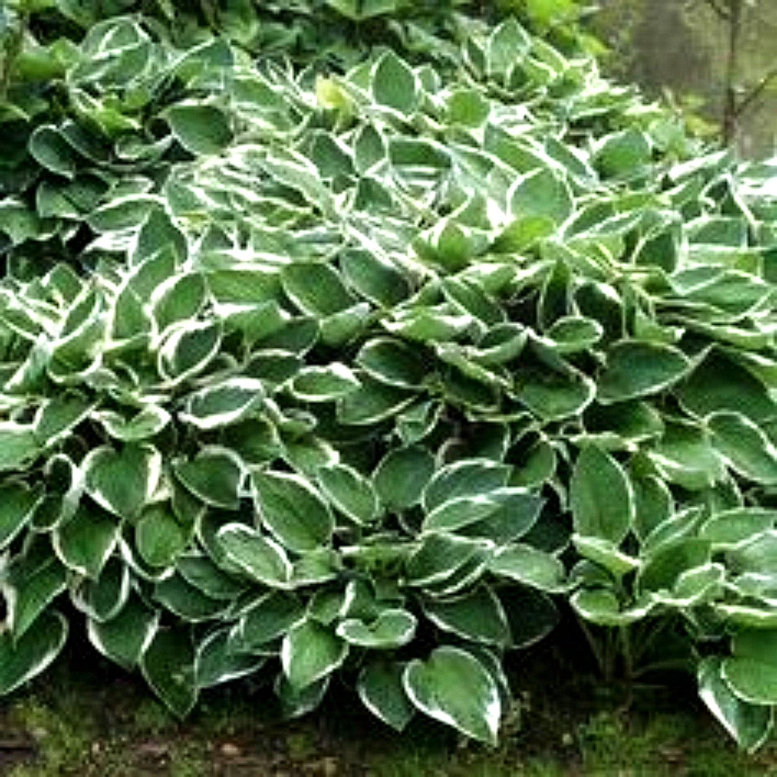 Hosta bulbs, low-maintenance perennials for a beautiful garden ...
