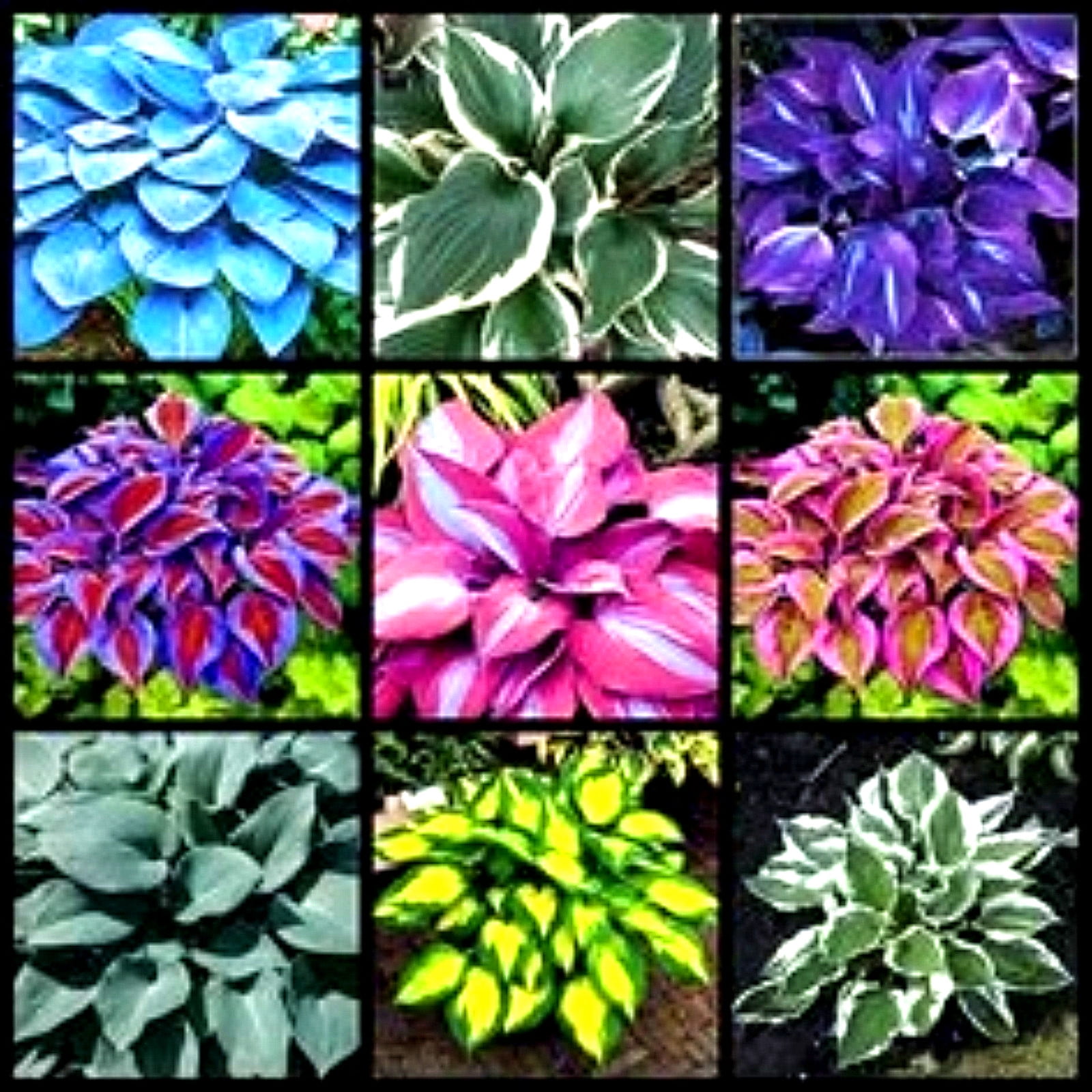Hosta bulbs, suitable for shade gardens, fast growing, lush greenery ...
