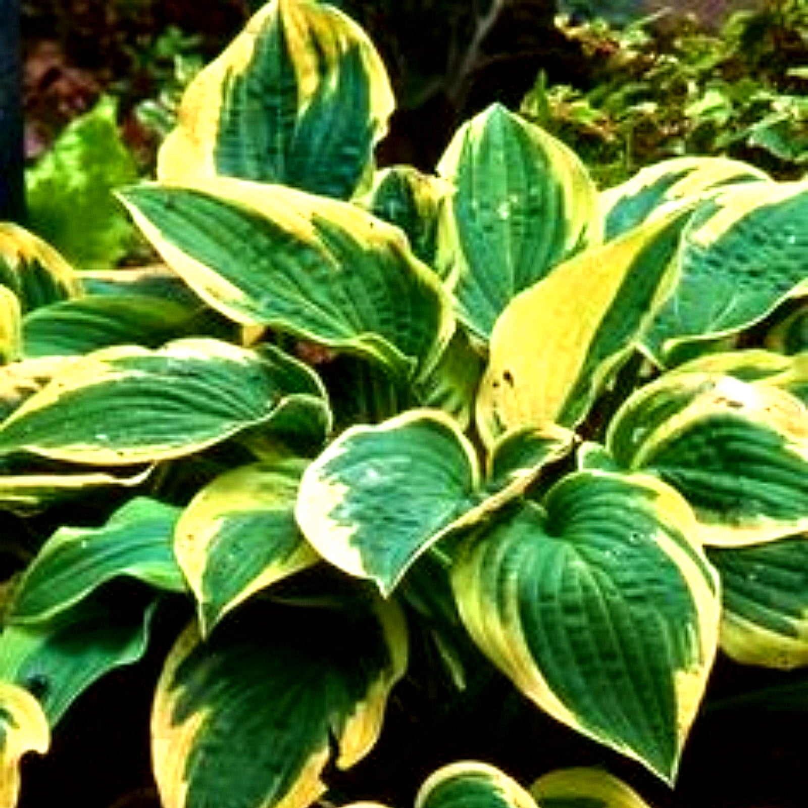 Hosta bulbs, suitable for shade gardens, fast growing, lush greenery ...