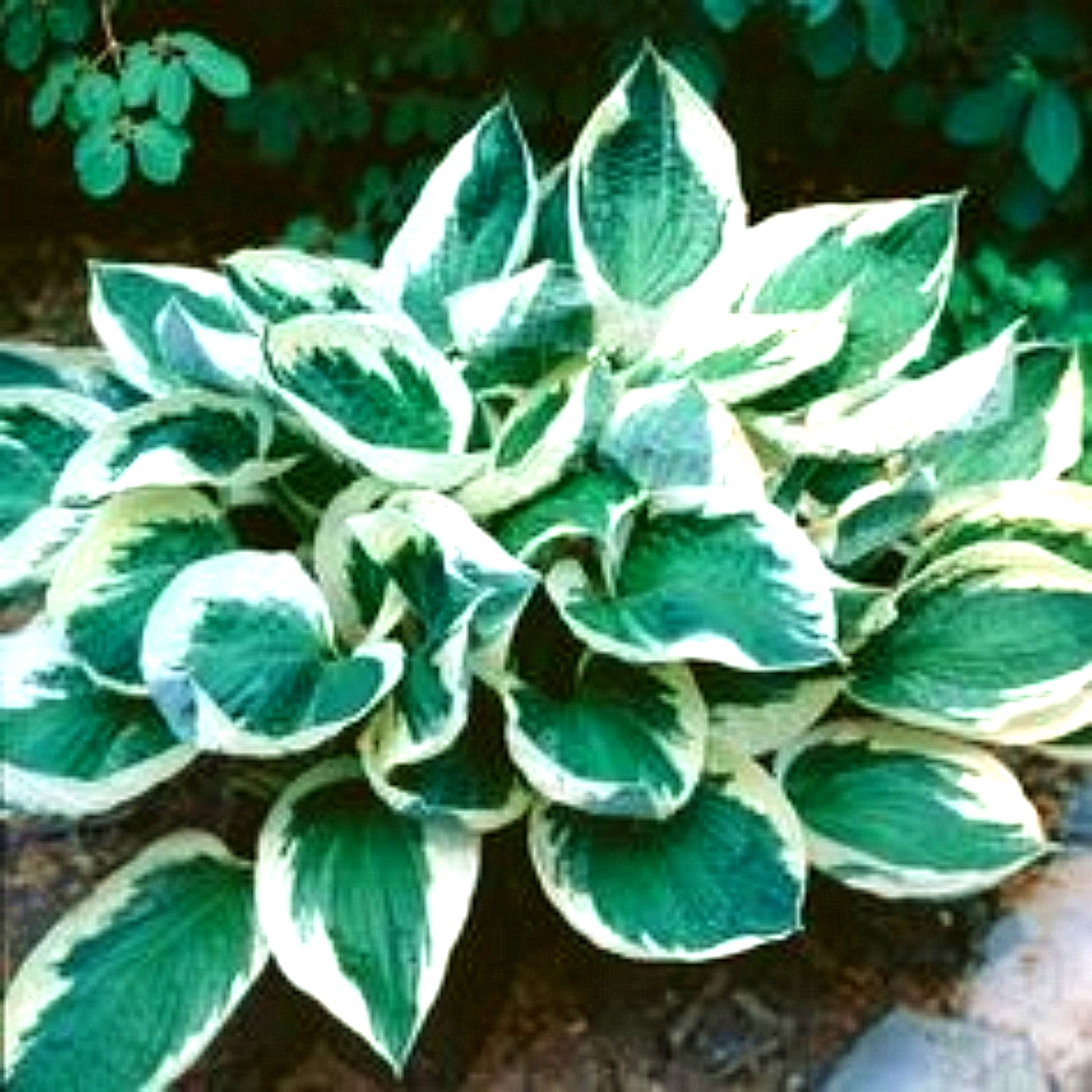 Hosta bulbs, suitable for shade gardens, fast growing, lush greenery ...