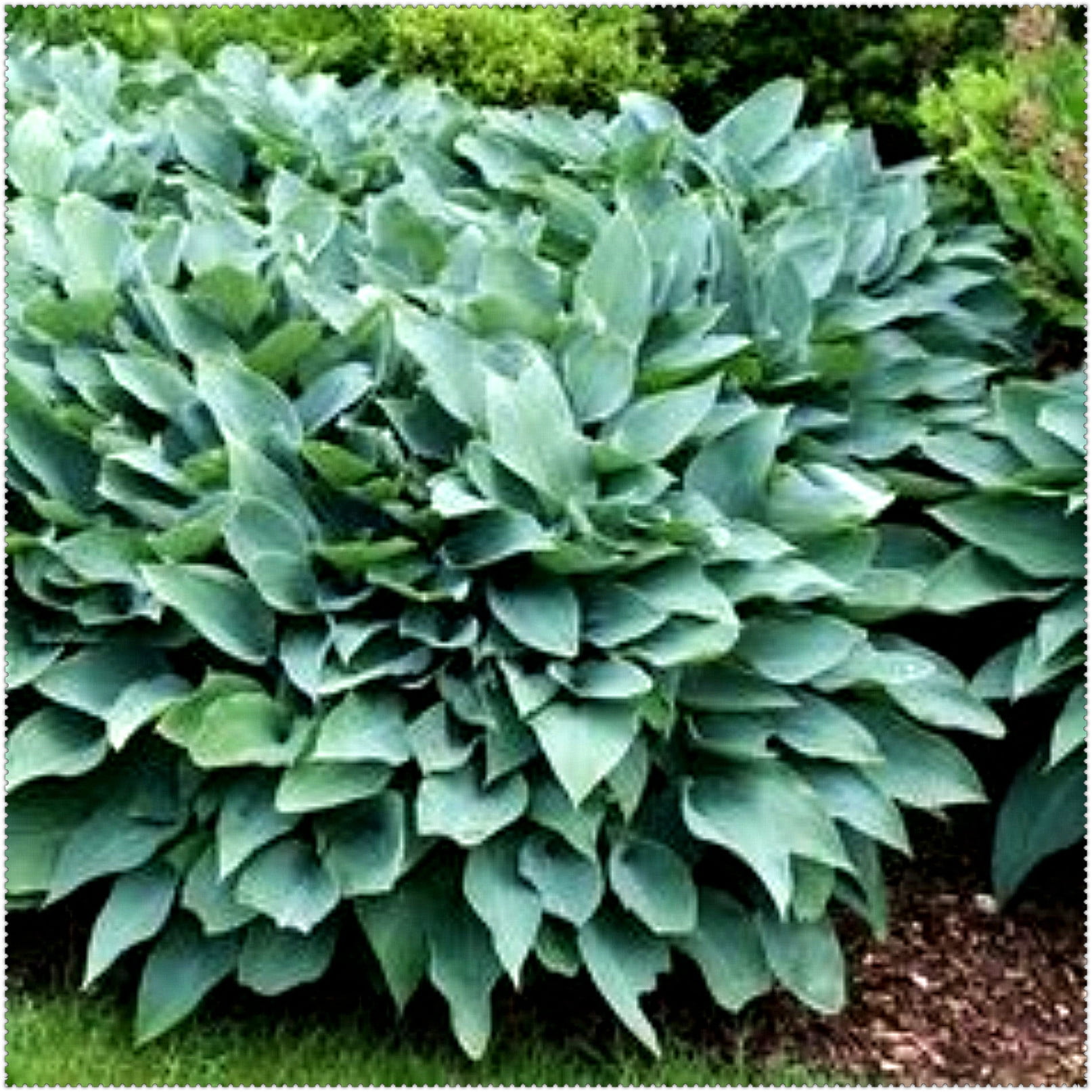 Hosta, creates a green visual edge, suitable for combined settings ...