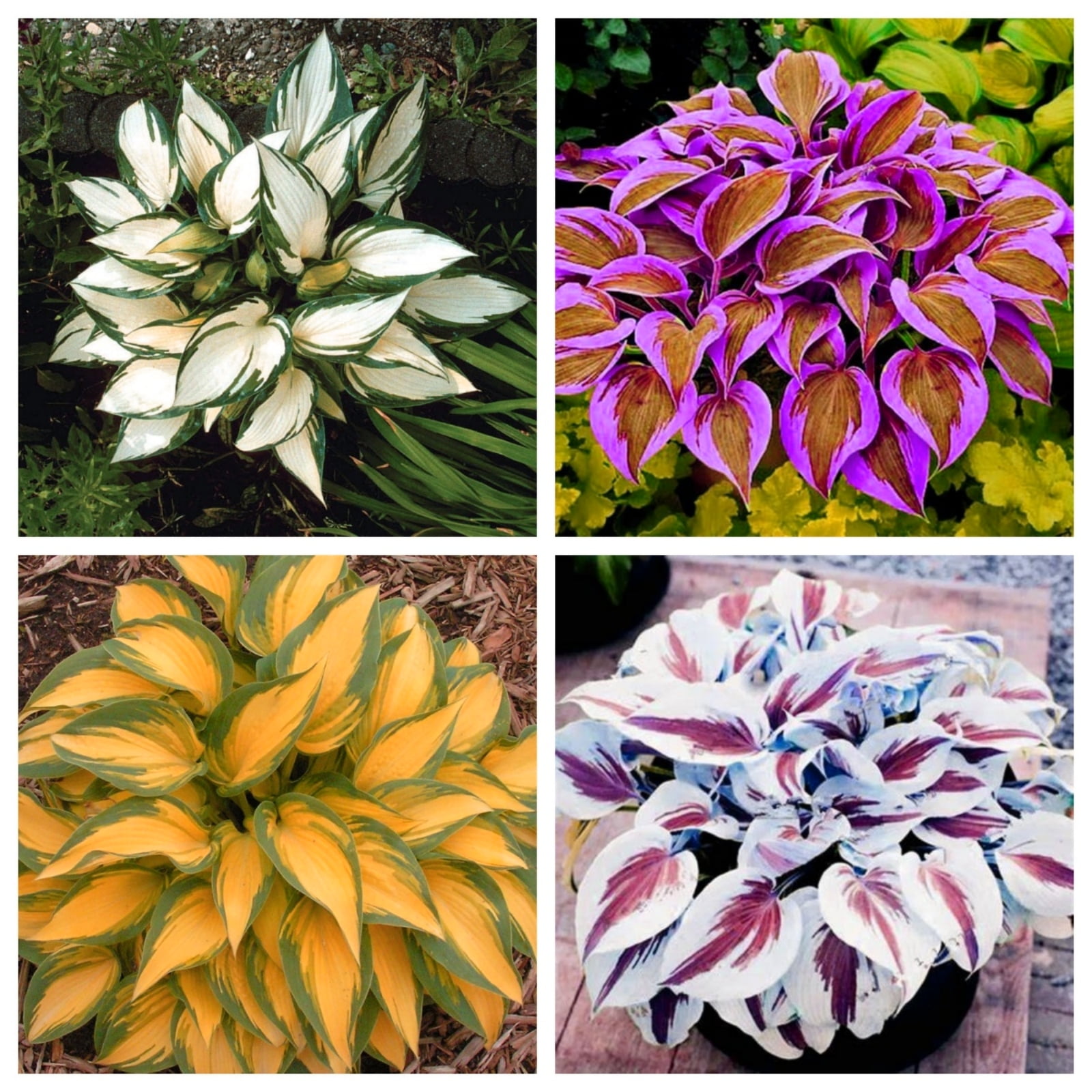 Hosta/easy to grow/Bright perennial/autumn or spring - Walmart.com