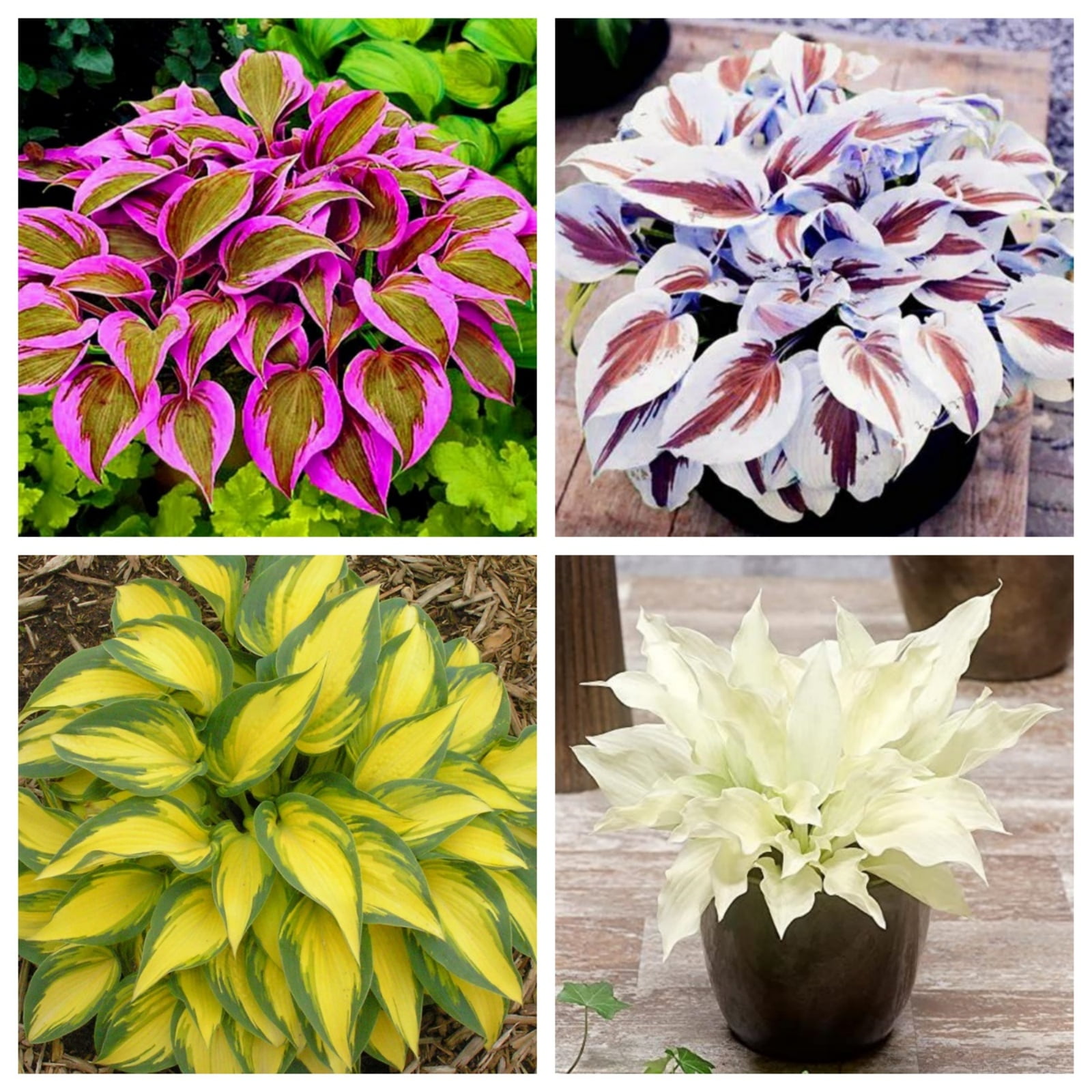 Hosta/easy to grow/Bright perennial/autumn or spring - Walmart.com