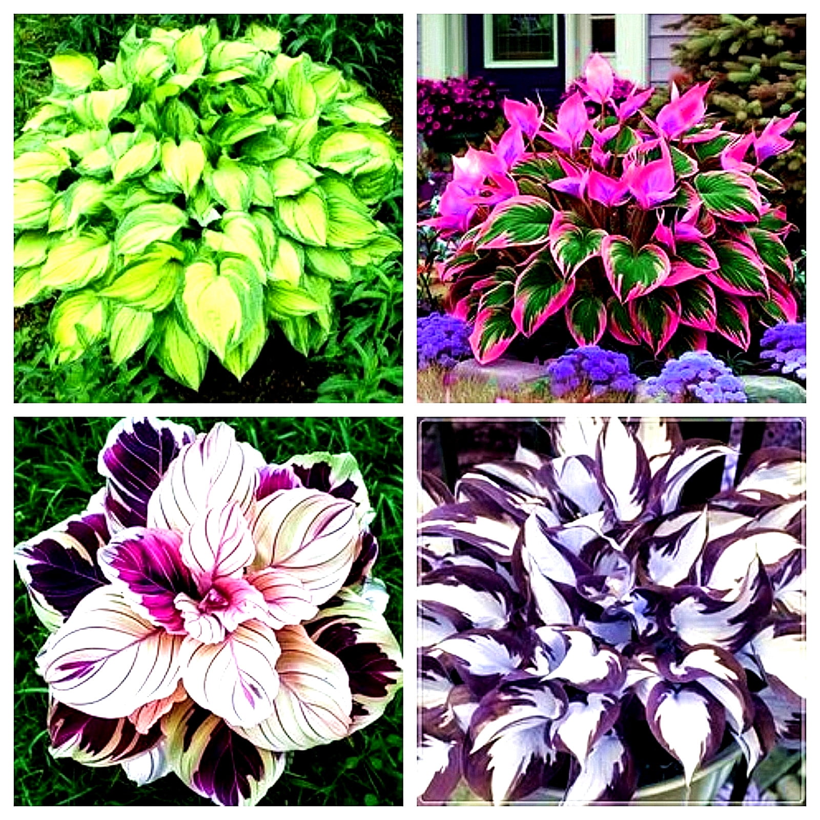 Hosta flowers. A durable perennial plant with green leaves to decorate ...