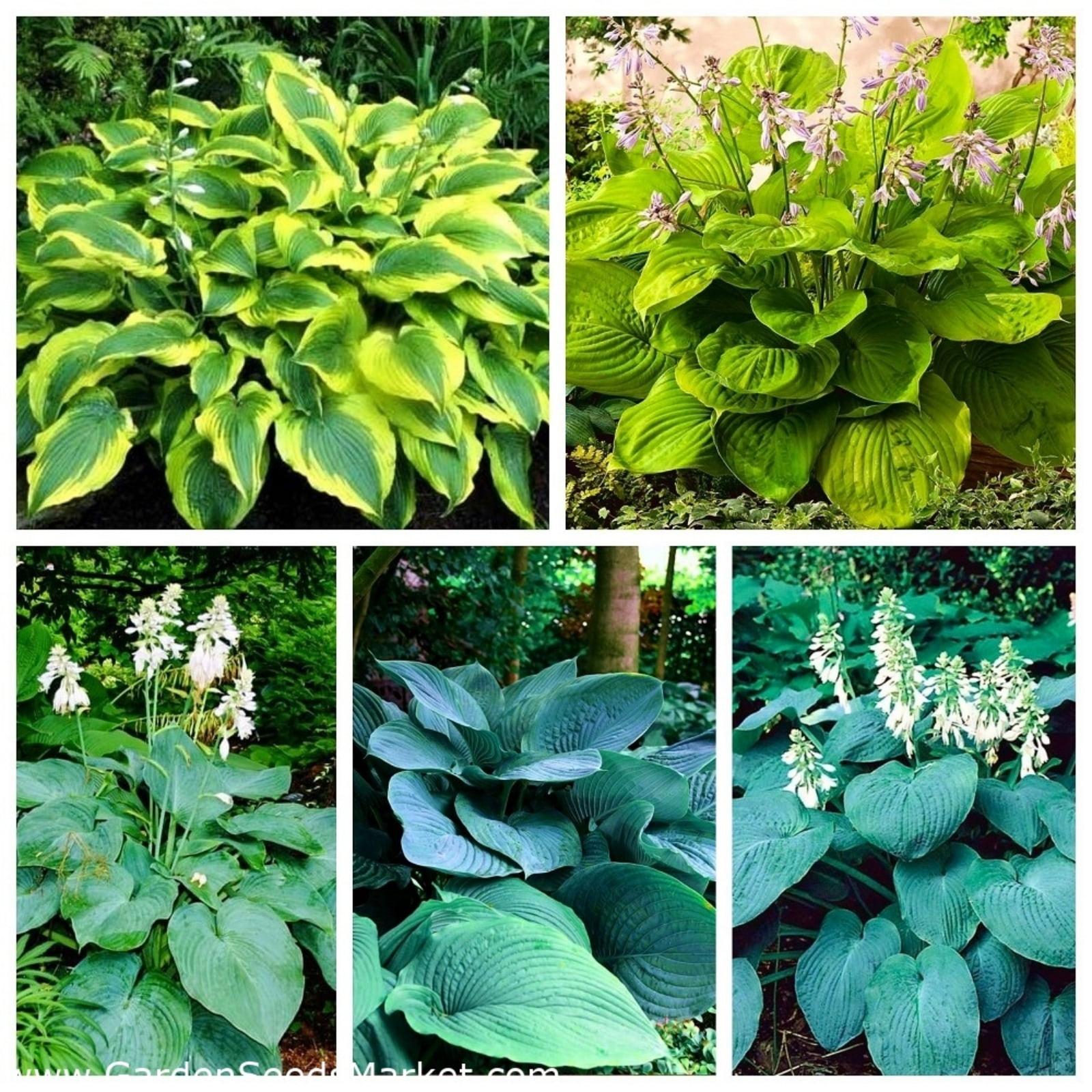 Hosta/garden decoration/surprise gift/environment beautification/easy ...