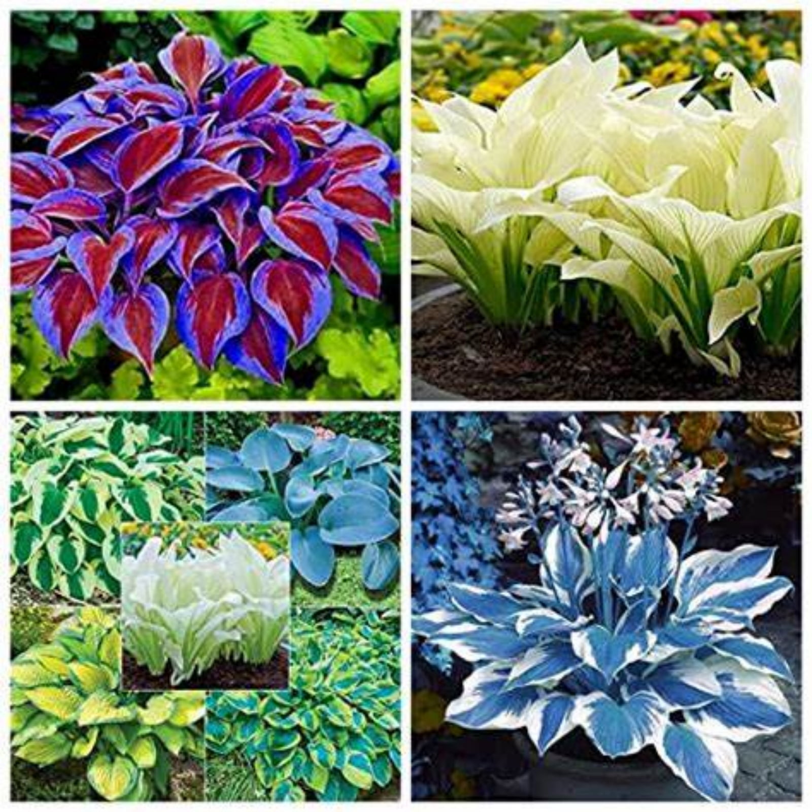 Hosta/garden decoration/surprise gift/environment beautification/easy ...