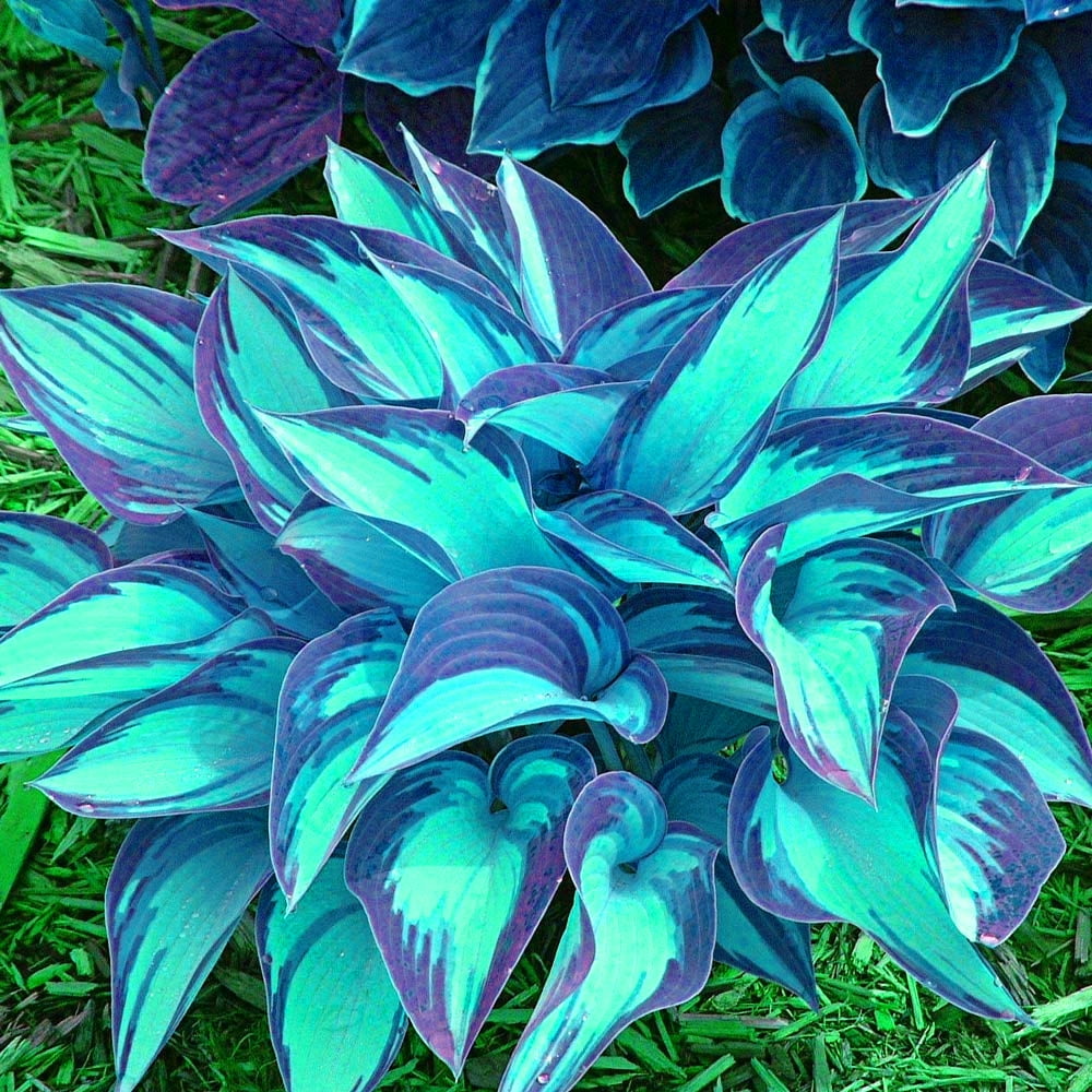 Hosta, green leaves for viewing, ideal for courtyards and gardens ...