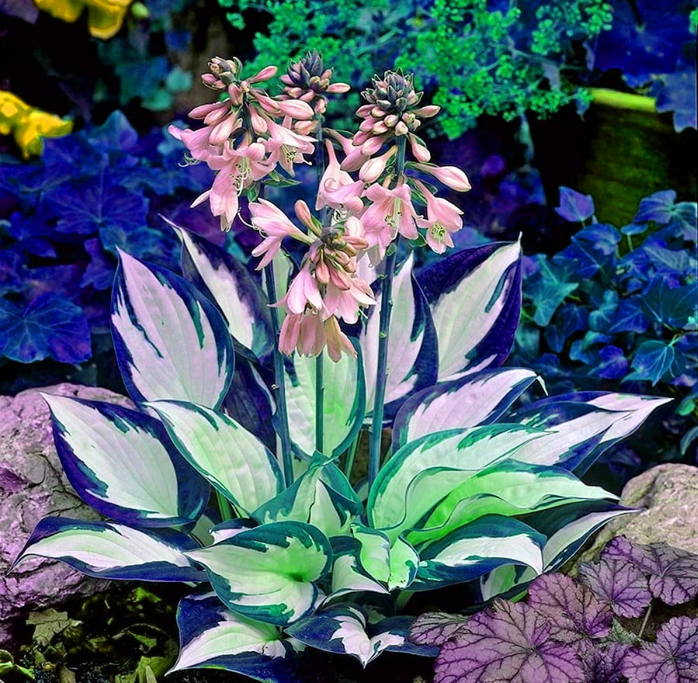 Hosta, green leaves for viewing, ideal for courtyards and gardens ...