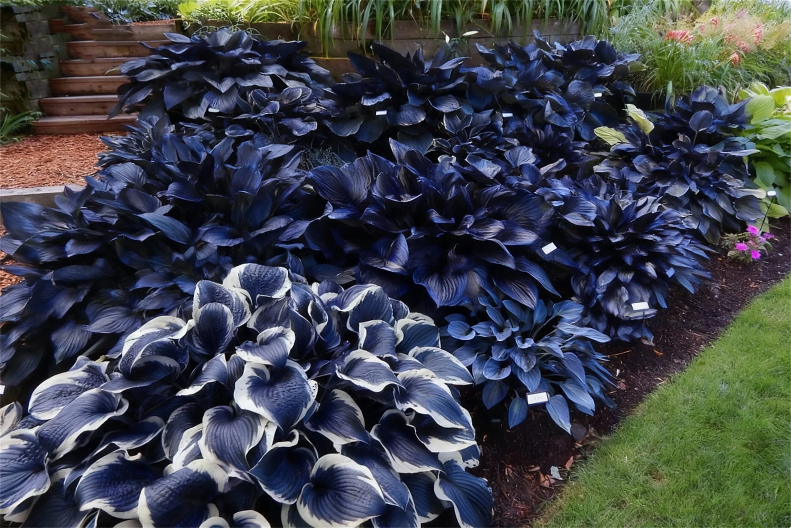 Hosta-growing bulbs-balcony garden decoration-blooms every year-Premium ...