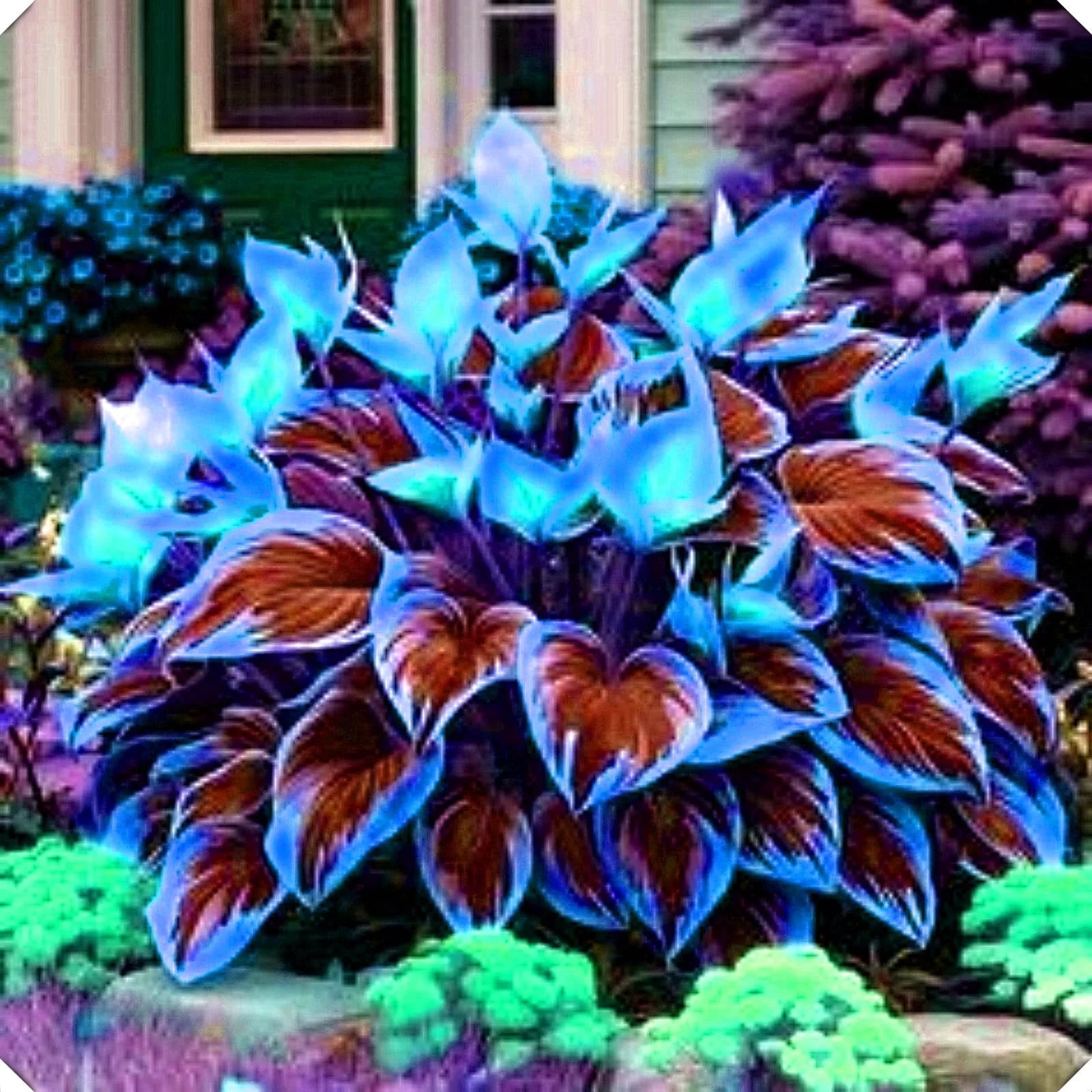 Hosta-growing bulbs-balcony garden decoration-blooms every year-Premium ...